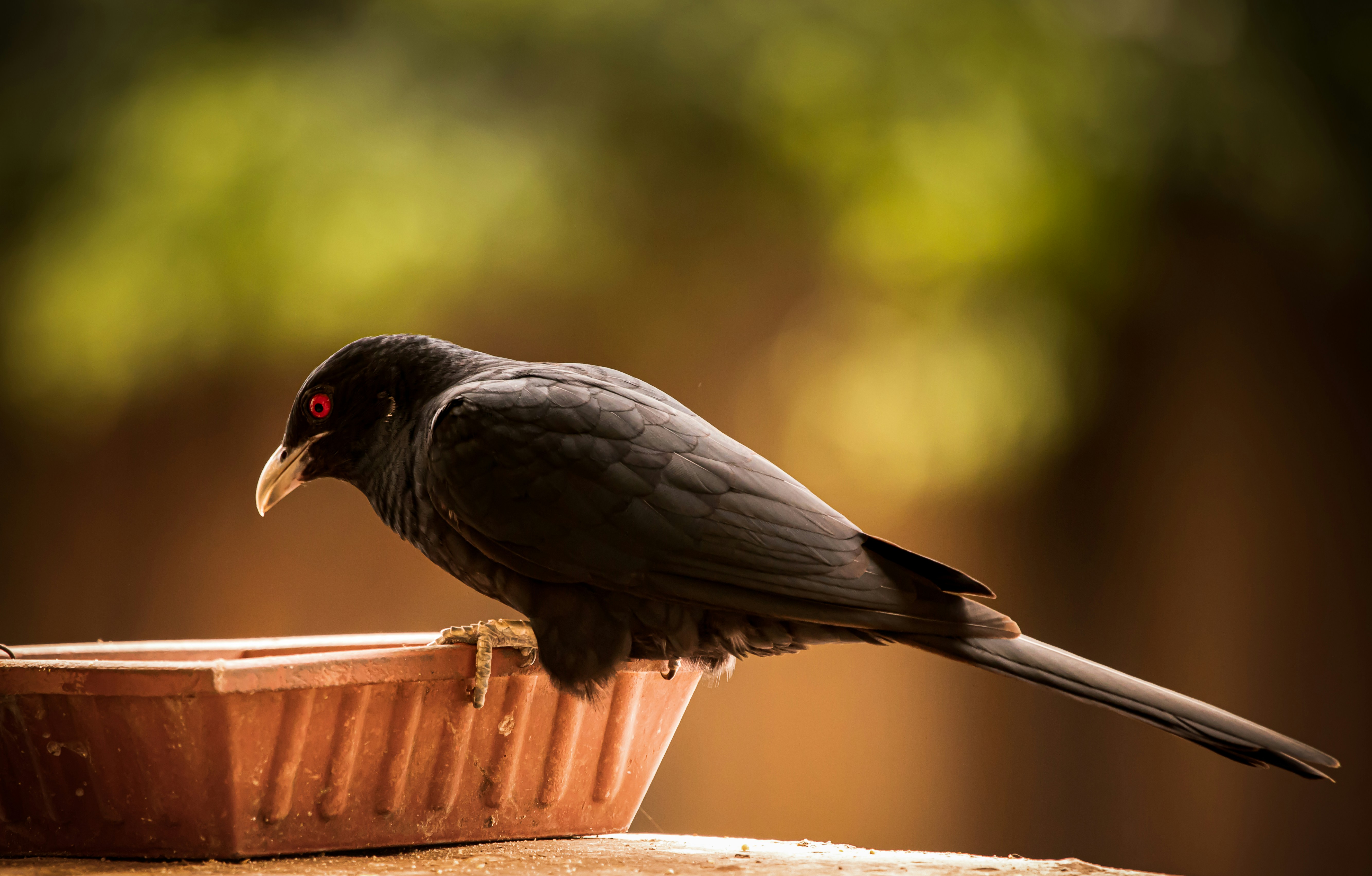 Red-eyed Starling at the Edge of a Terracotta Dish