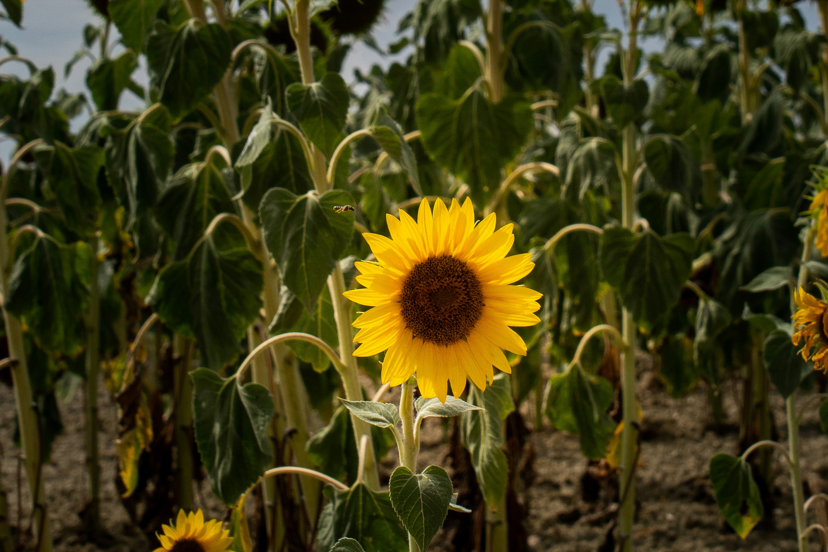 Center Bloom: A solitary sunflower anchors a sunlit field of green stalks