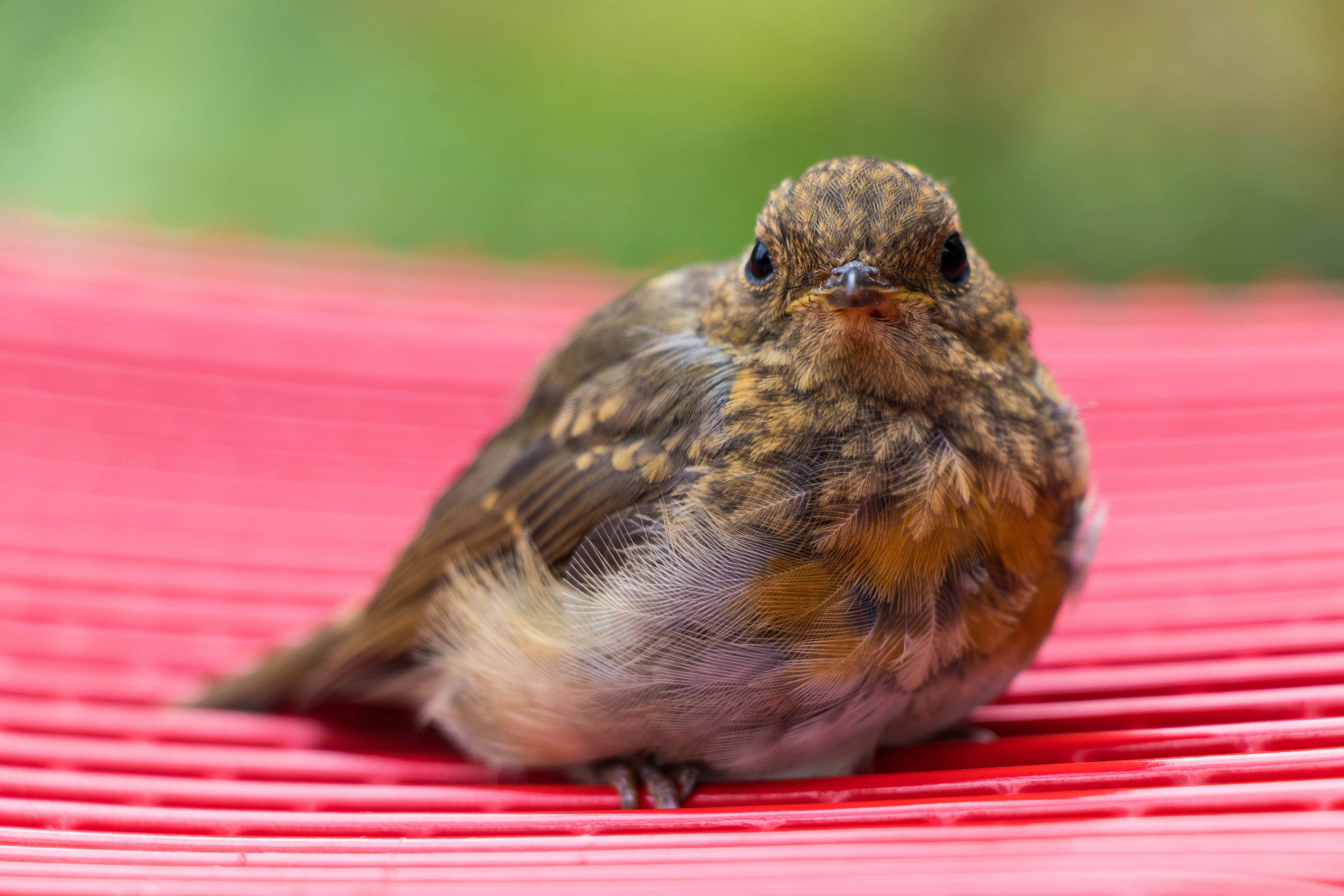 Juvenile Bird Paused on Crimson Slats Against a Soft Green Backdrop