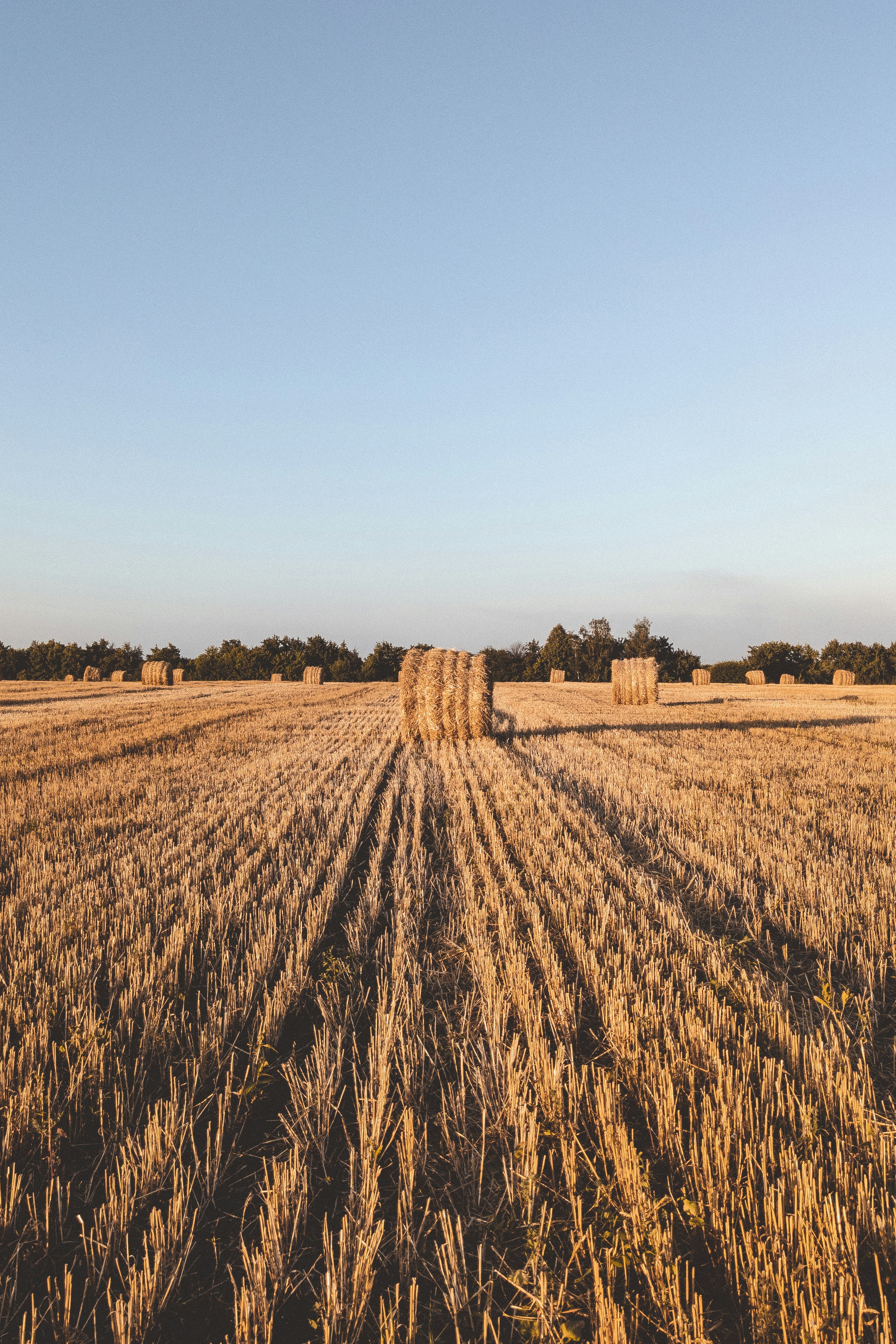 Golden hay bales scattered across a freshly harvested field under a clear blue sky.