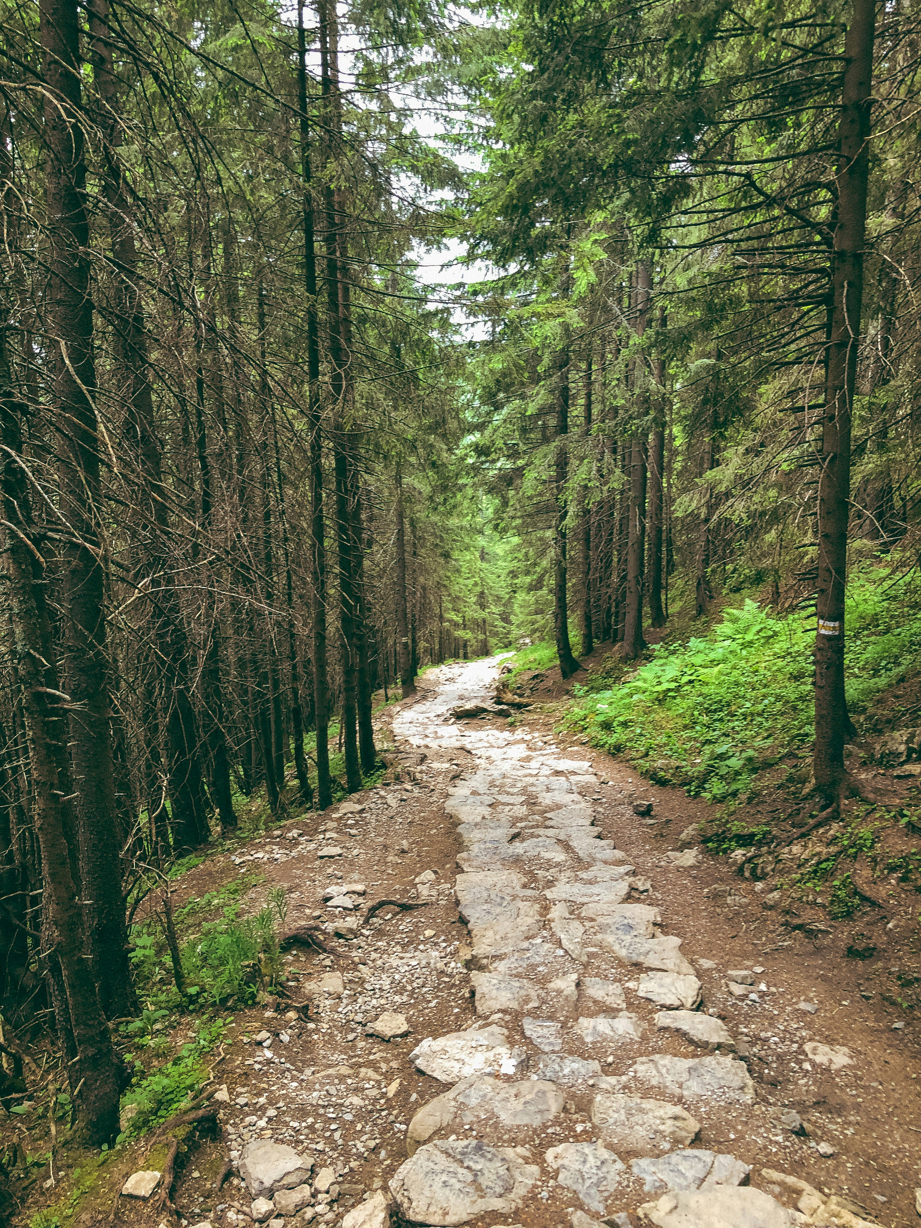 Arbres verts sur sol brun photo – Photo Закопане Gratuite sur Unsplash