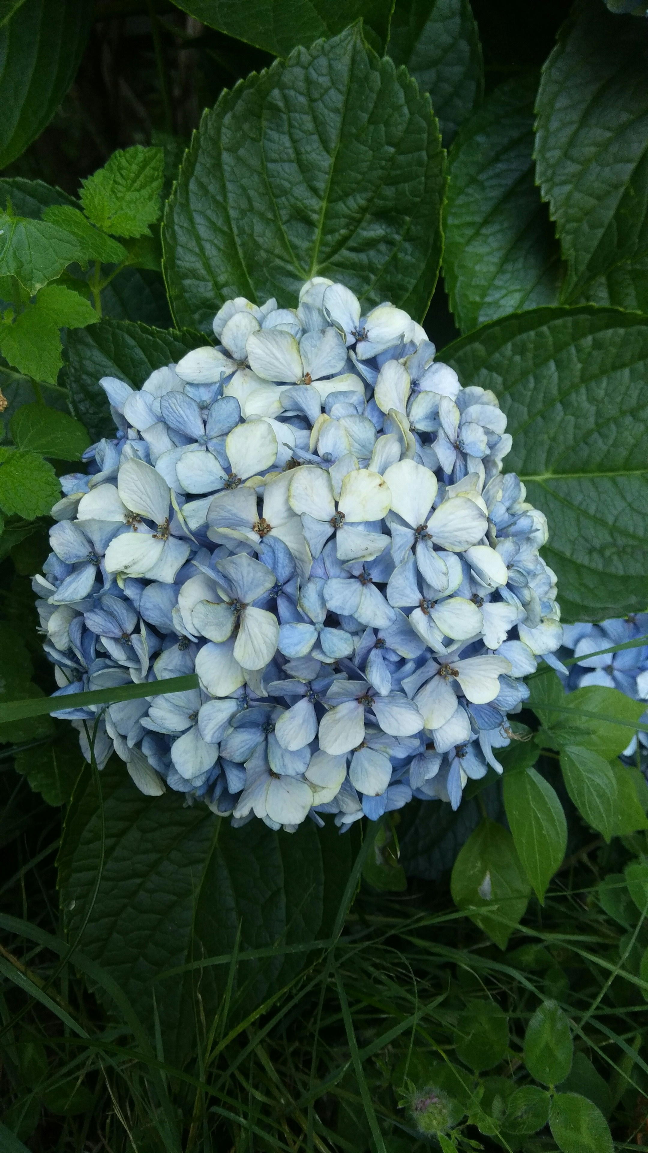 Close-up photograph of a blue hydrangea bloom cluster surrounded by deep green leaves.