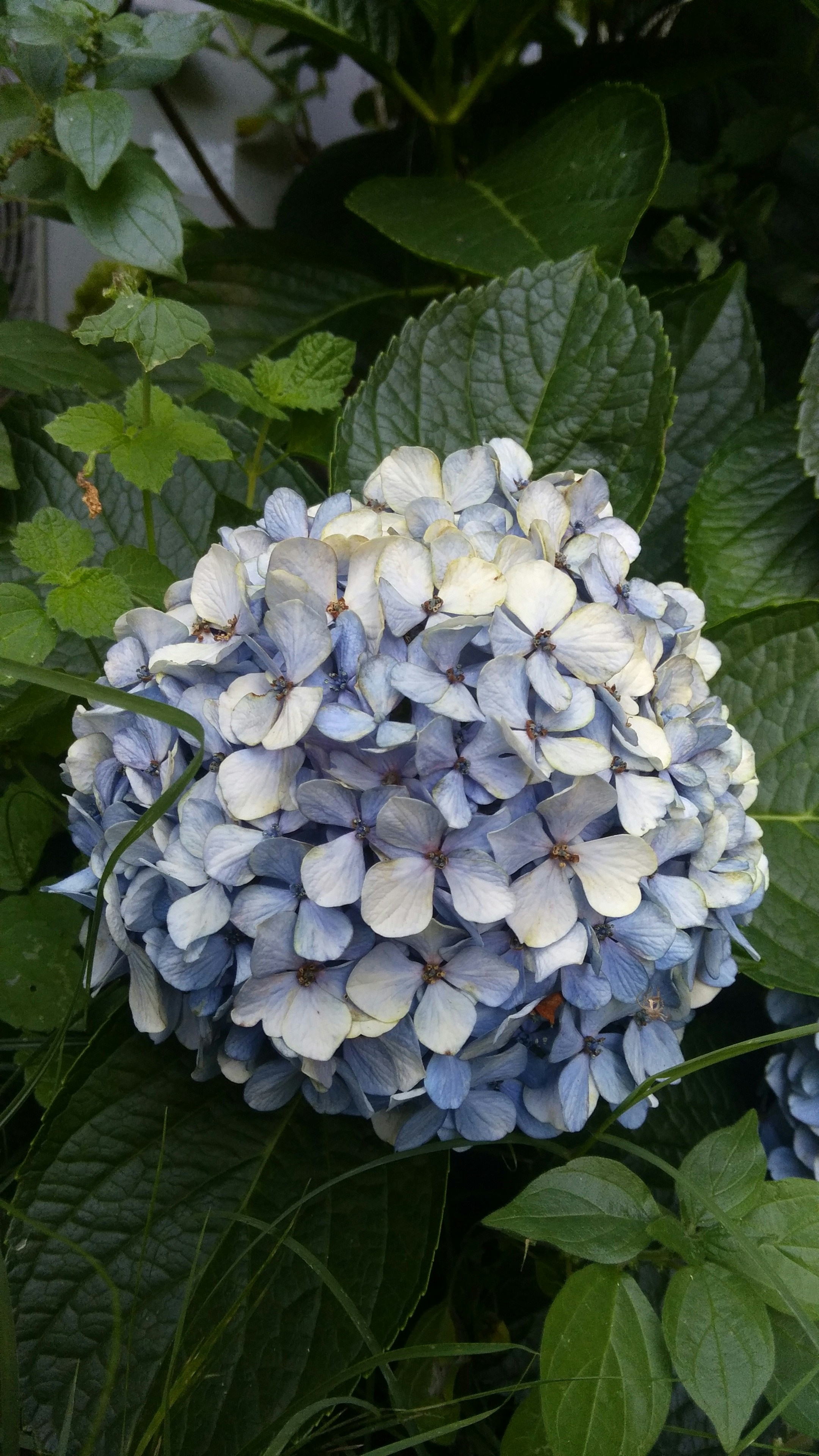 Cluster of delicate blue and white hydrangea flowers nestled among vibrant green leaves.