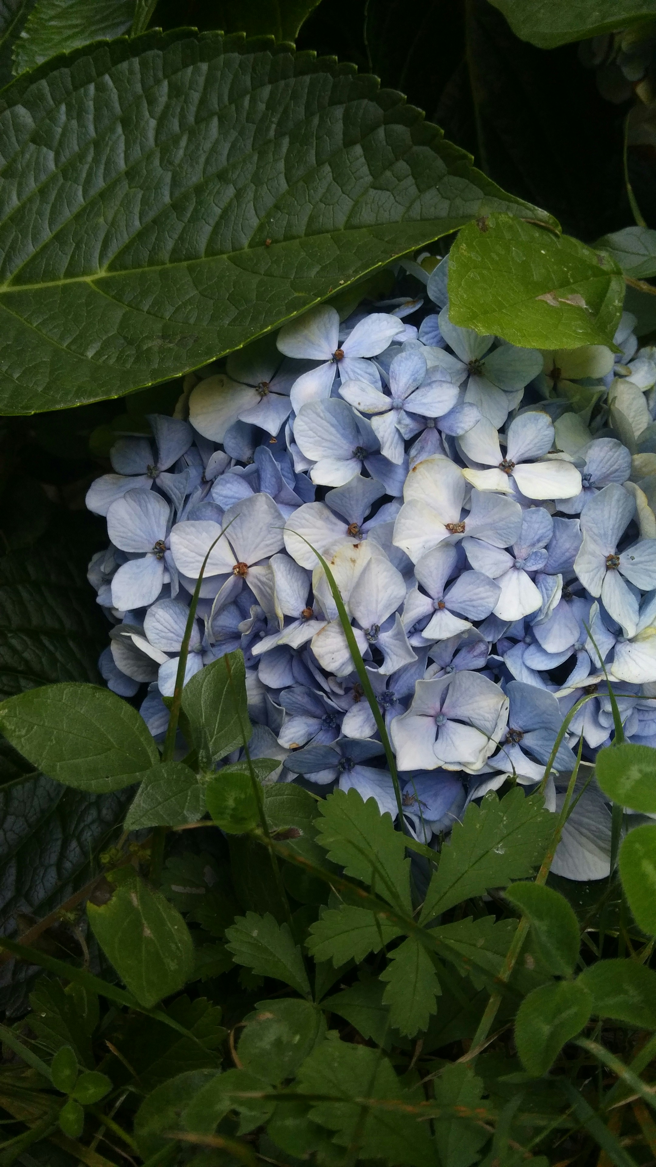 Delicate blue and white hydrangea blooms nestled among lush green leaves, showcasing nature's intricate beauty.