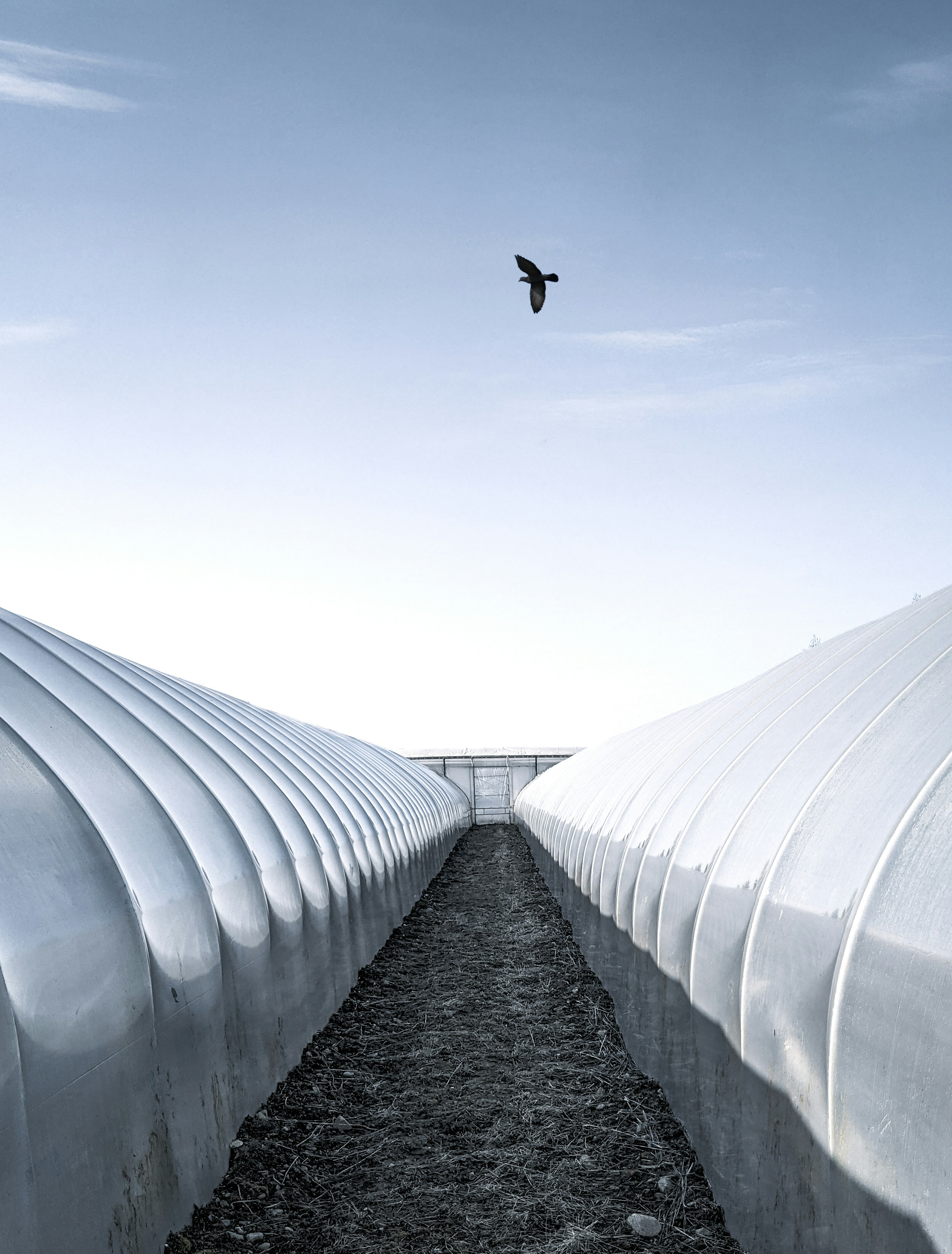 Grey-green Tunnels Meet Sky: A Narrow Path Between Polished Curves