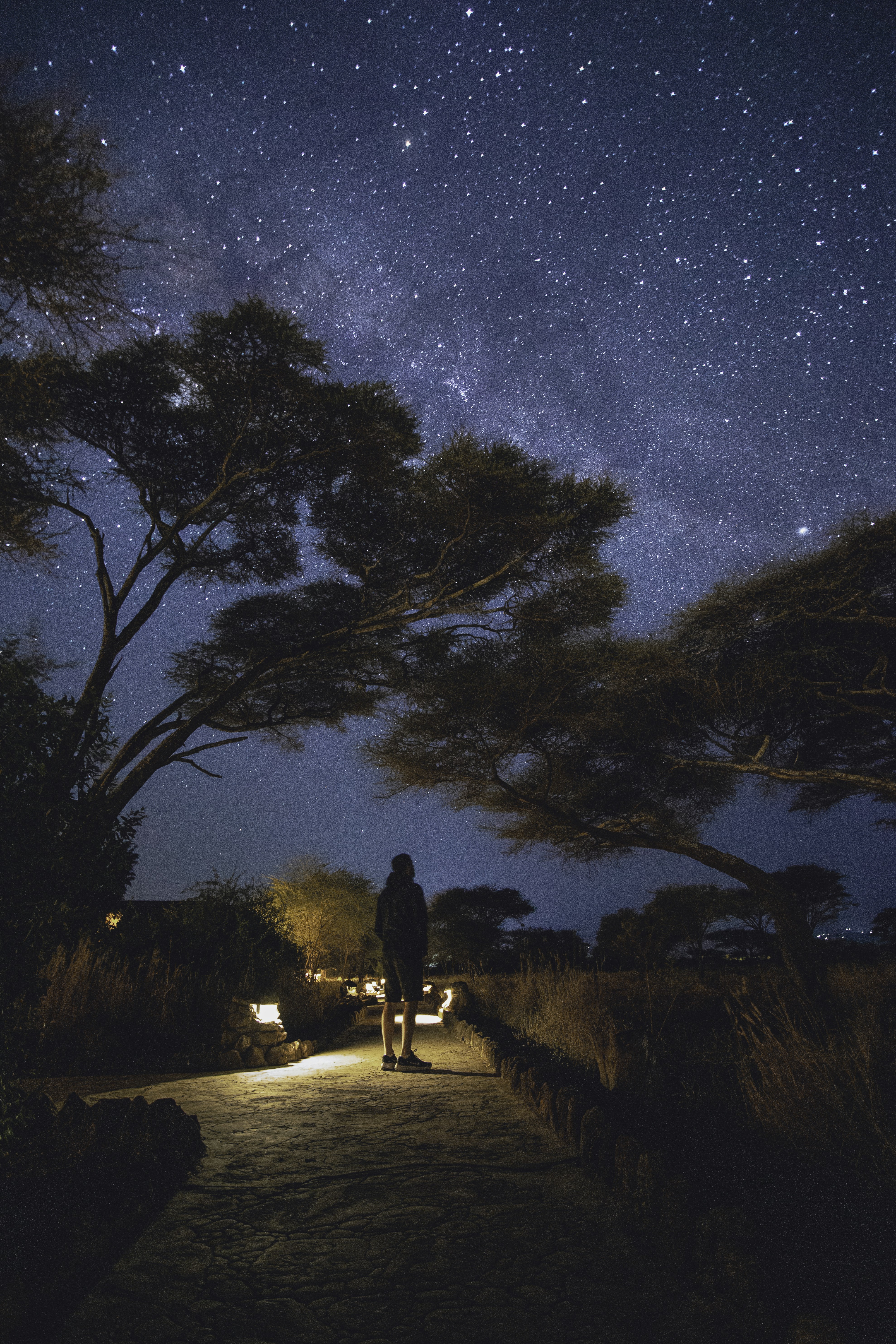 Man and woman walking on pathway between trees under starry night photo ...
