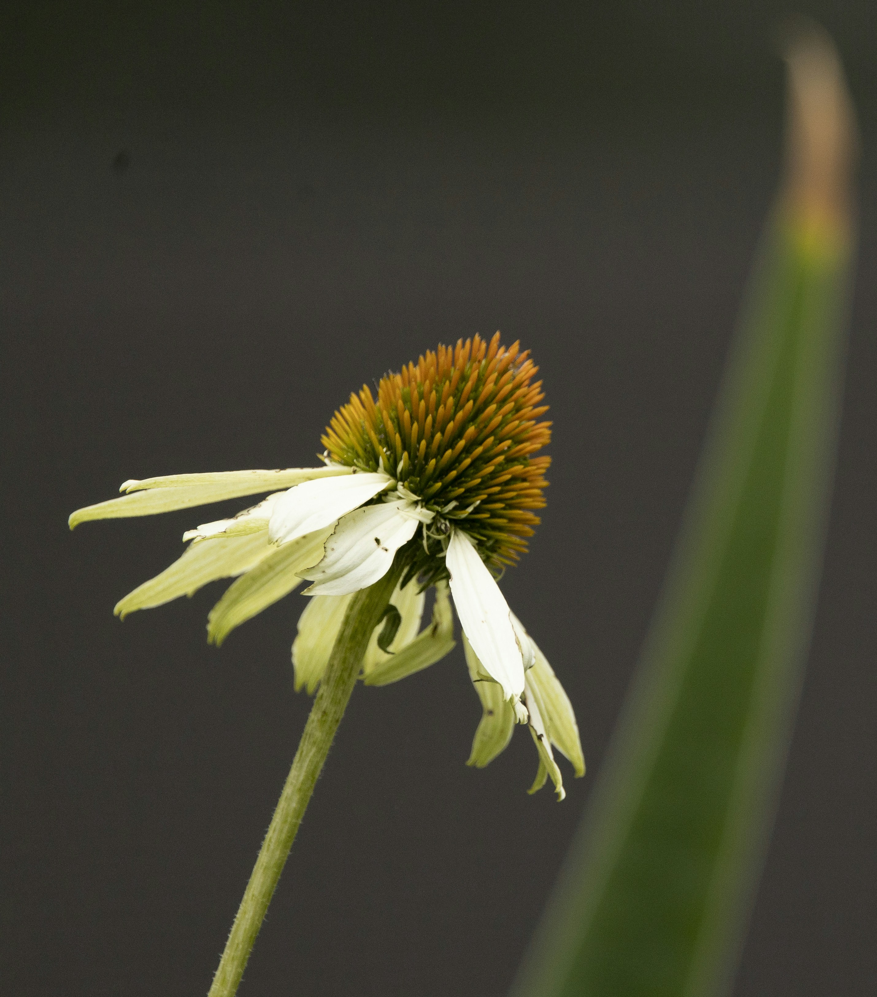 Whispered Coneflower: a pale bloom crowned by a warm center