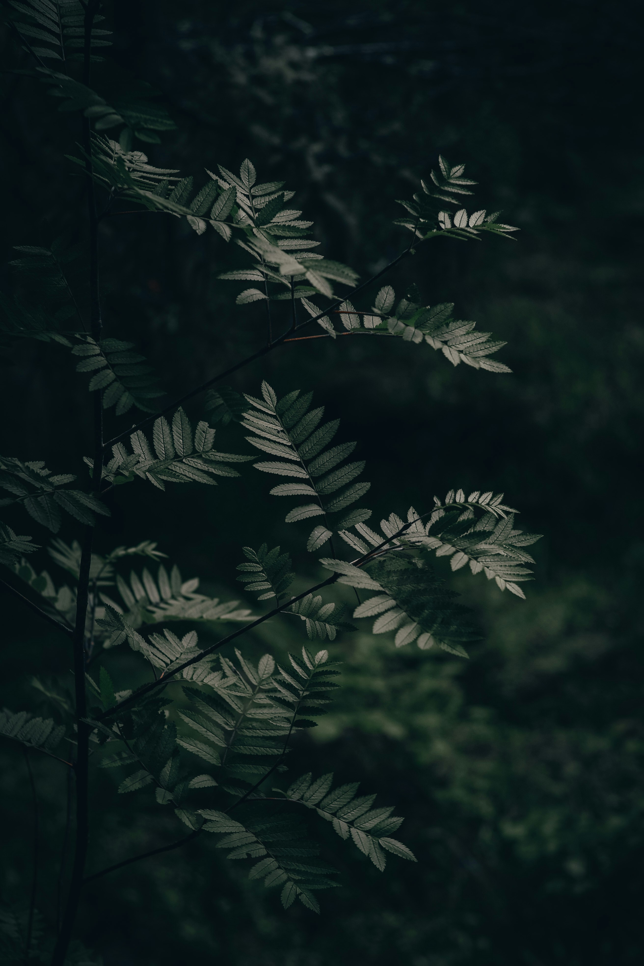 Delicate fern leaves illuminated against a dark backdrop, creating a serene contrast in the forest's undergrowth.