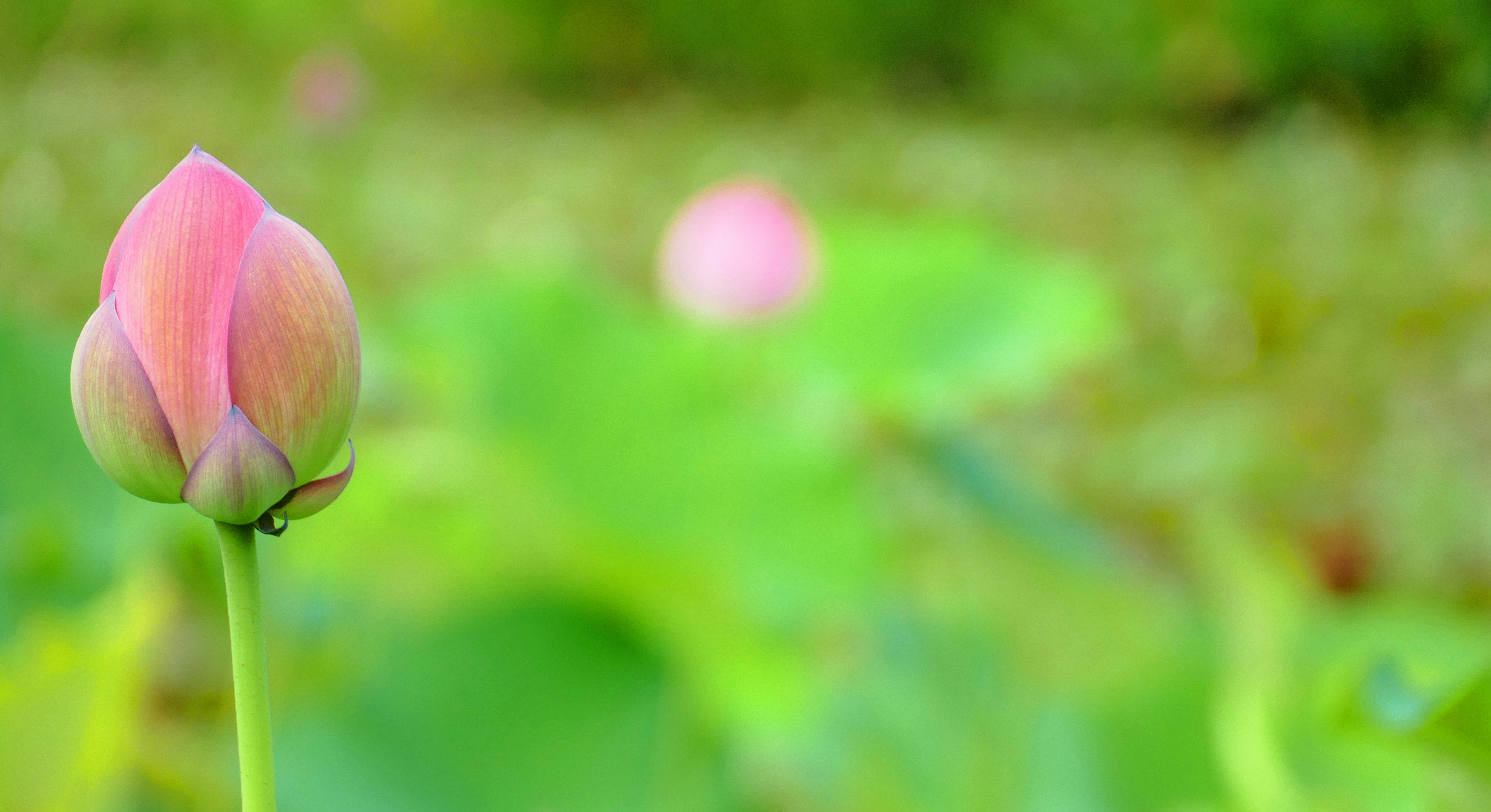 Whispers of Awakening: The Lotus Bud
