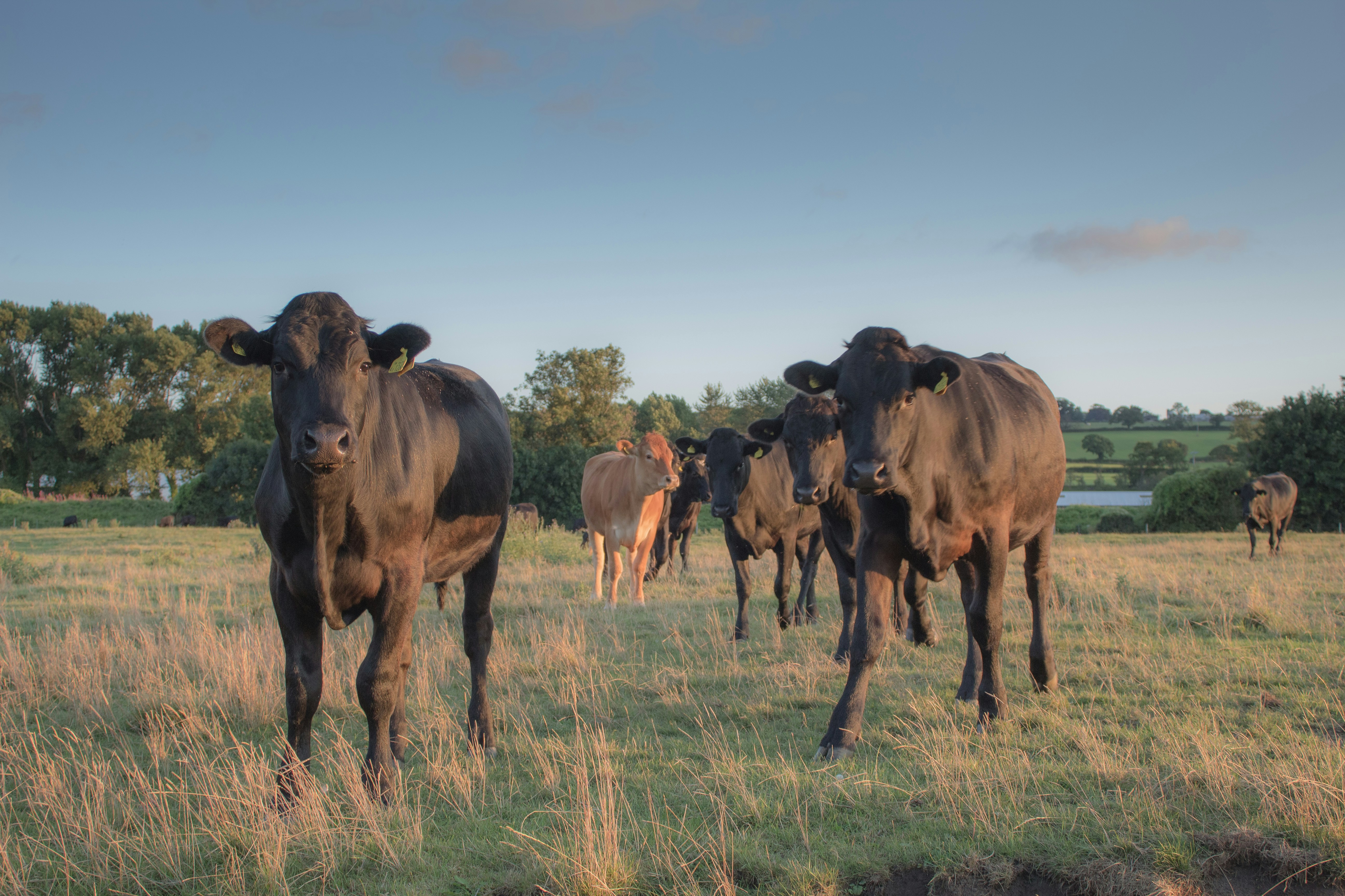 A group of cows, primarily black, stands in a sunlit field, with a brown cow in the background. The scene captures the tranquility of rural life.
