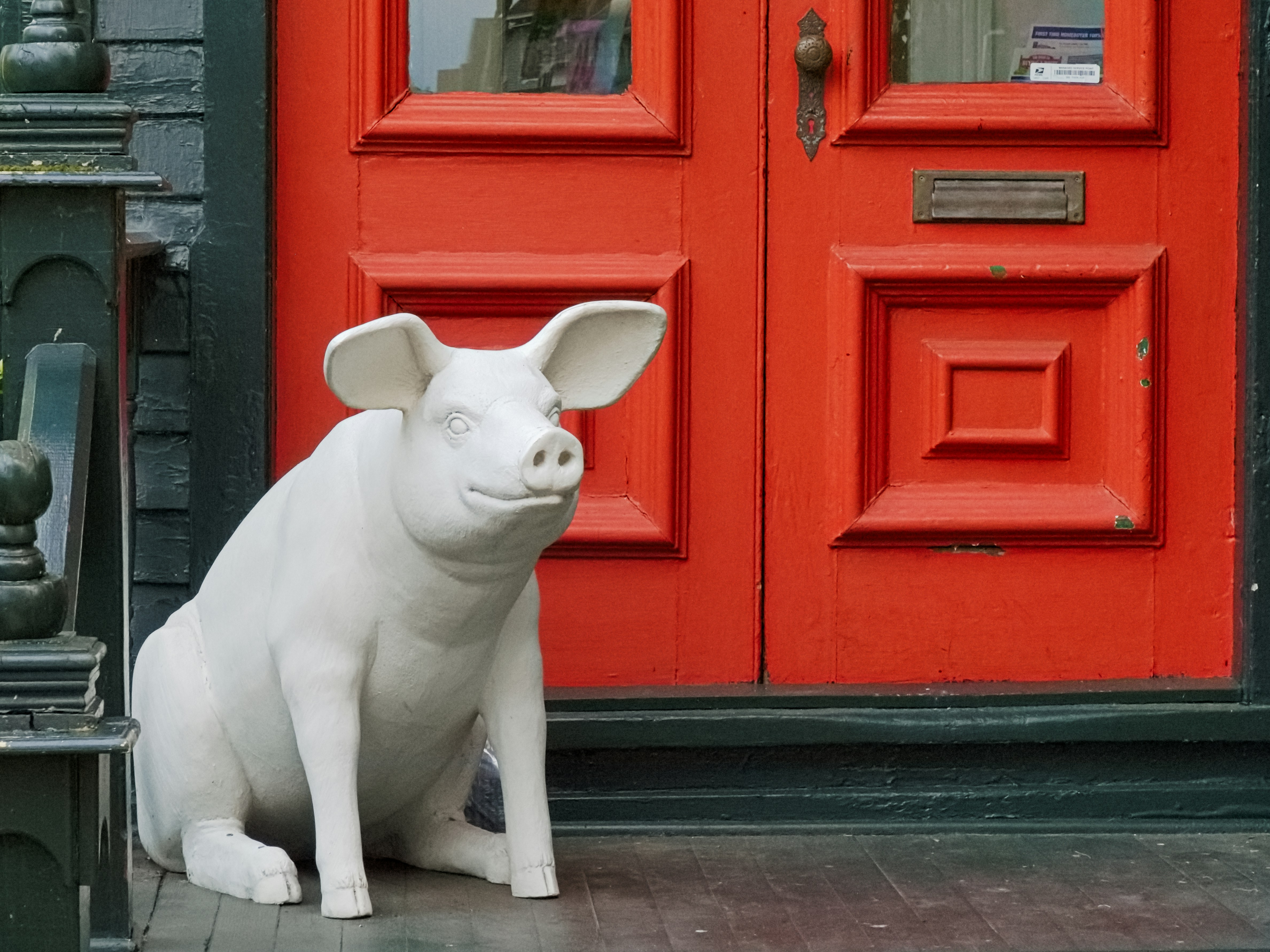 Ceramic Pig at the Threshold: A White Sentinel Before Crimson Doors