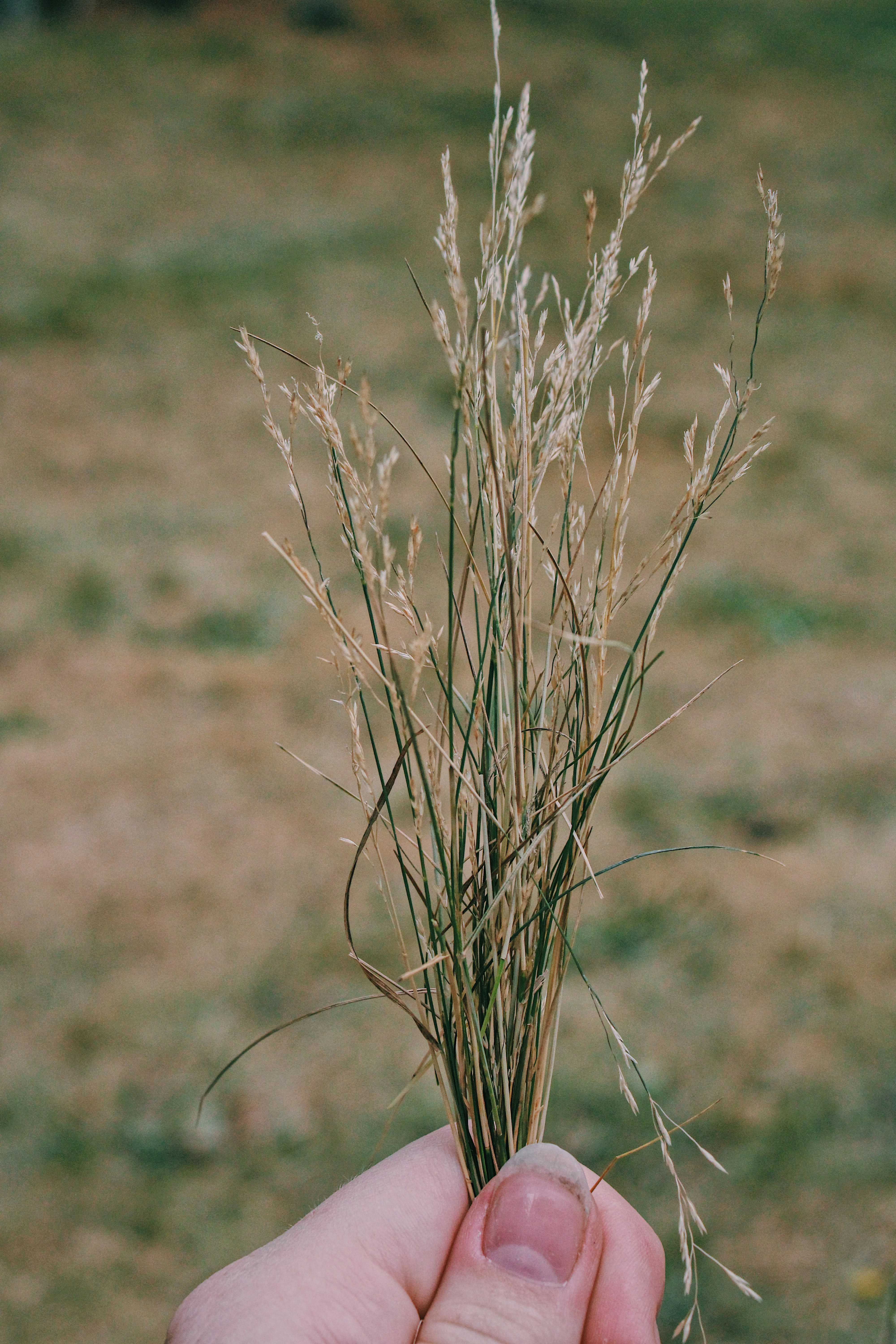 Seedhead Stillness: A Handful of Wild Grass in Soft Focus
