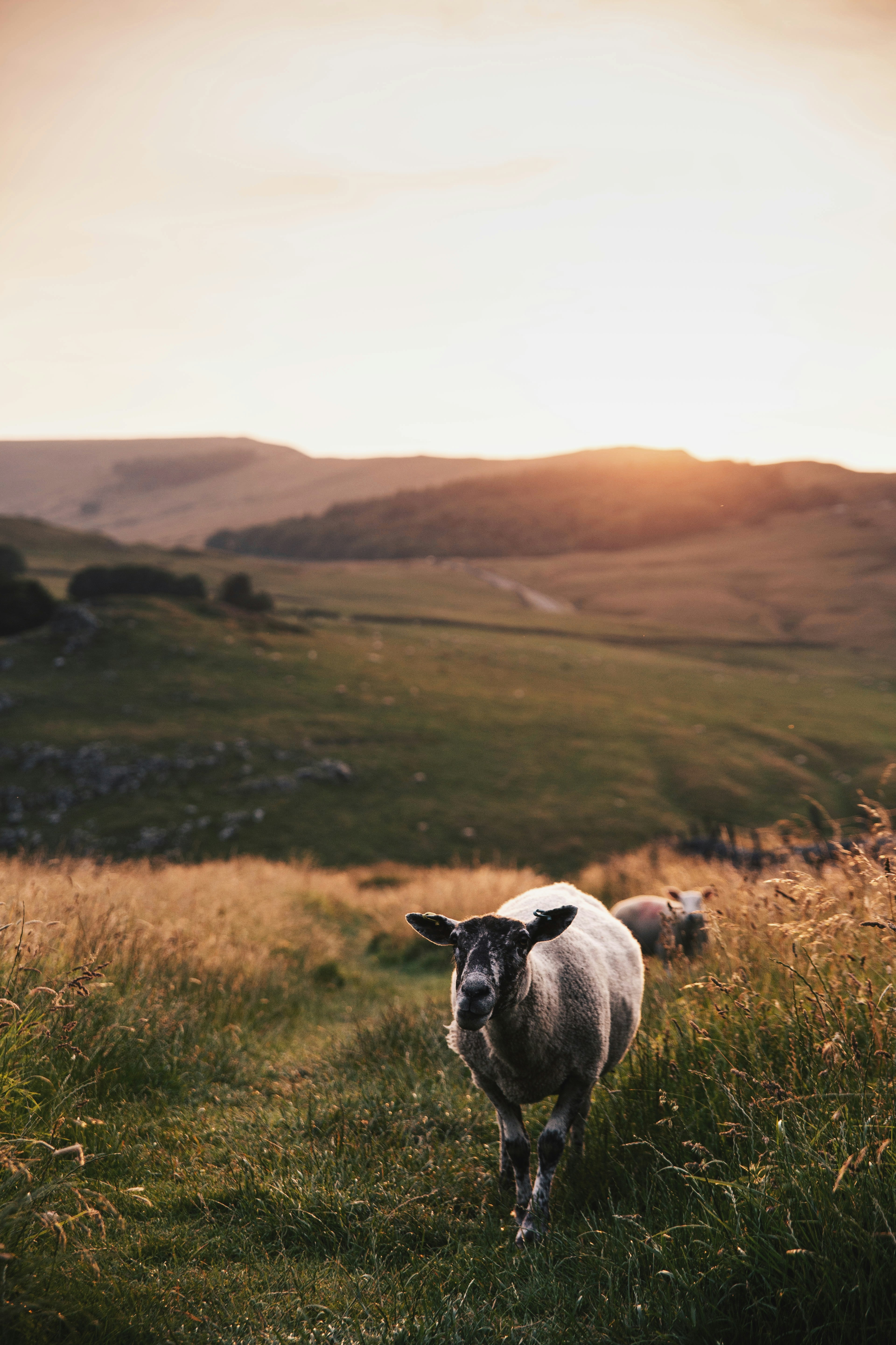 Ember-Hued Ewe on the Rolling Hills at Sunset
