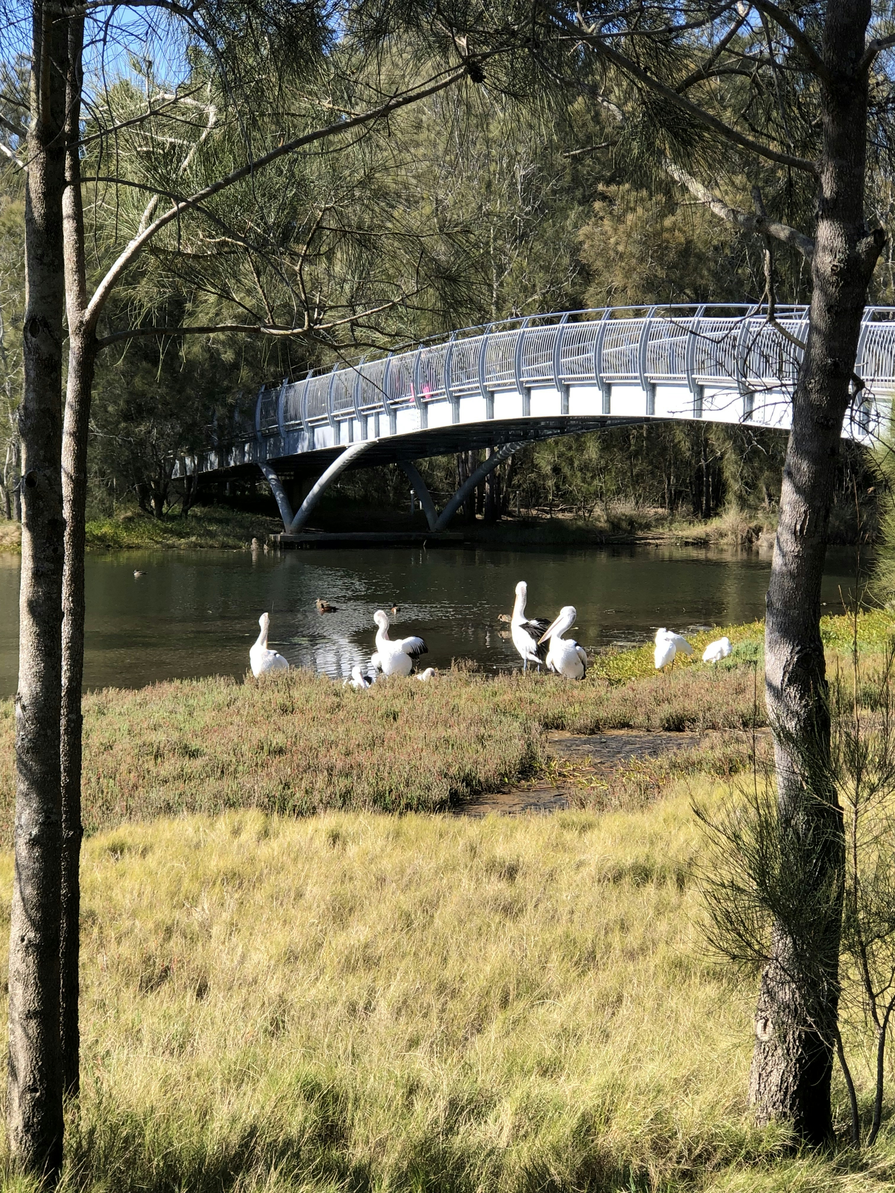 White swan on lake under bridge during daytime photo – Free Australia ...