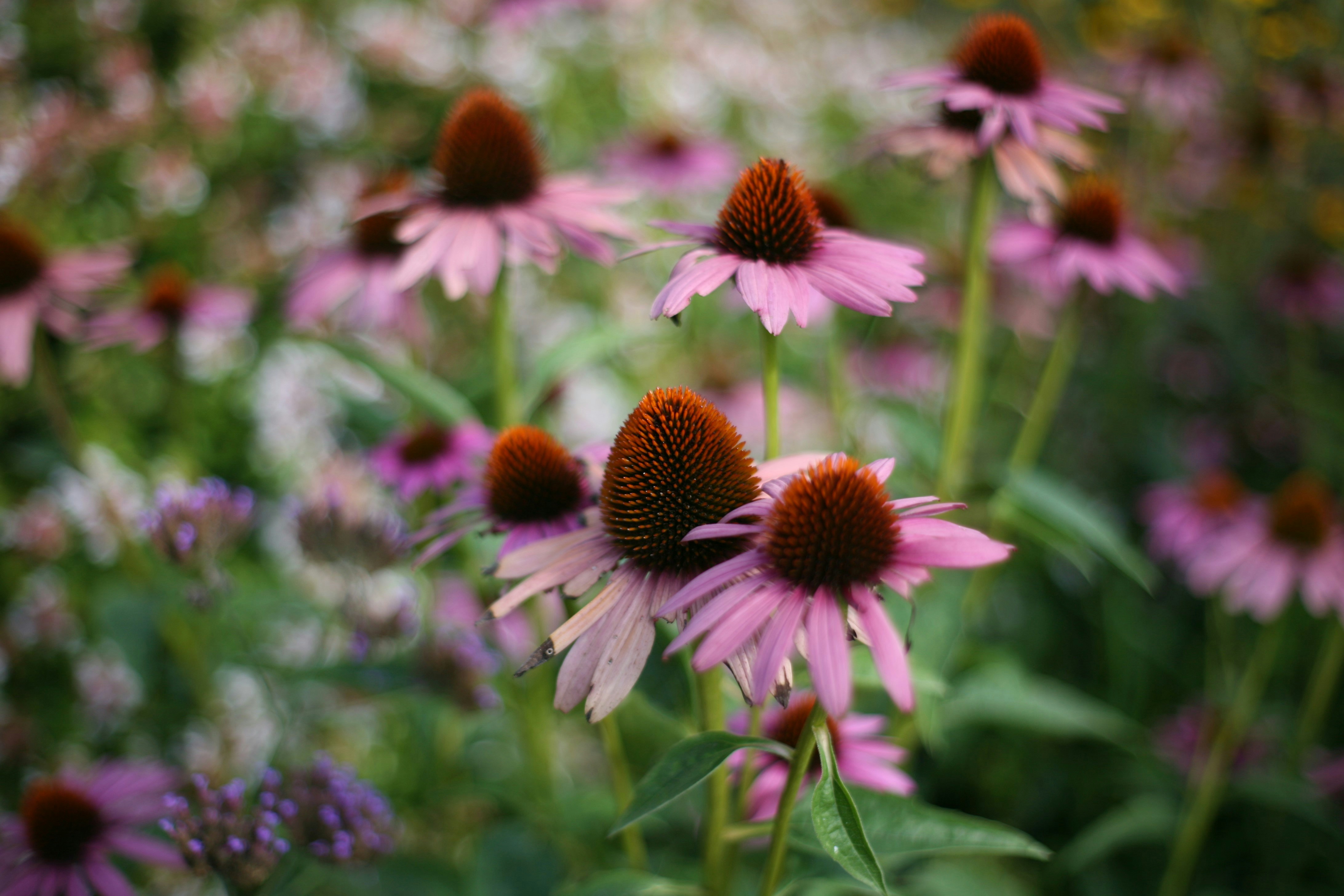 Pink and brown flower in tilt shift lens photo – Free Flower Image on ...