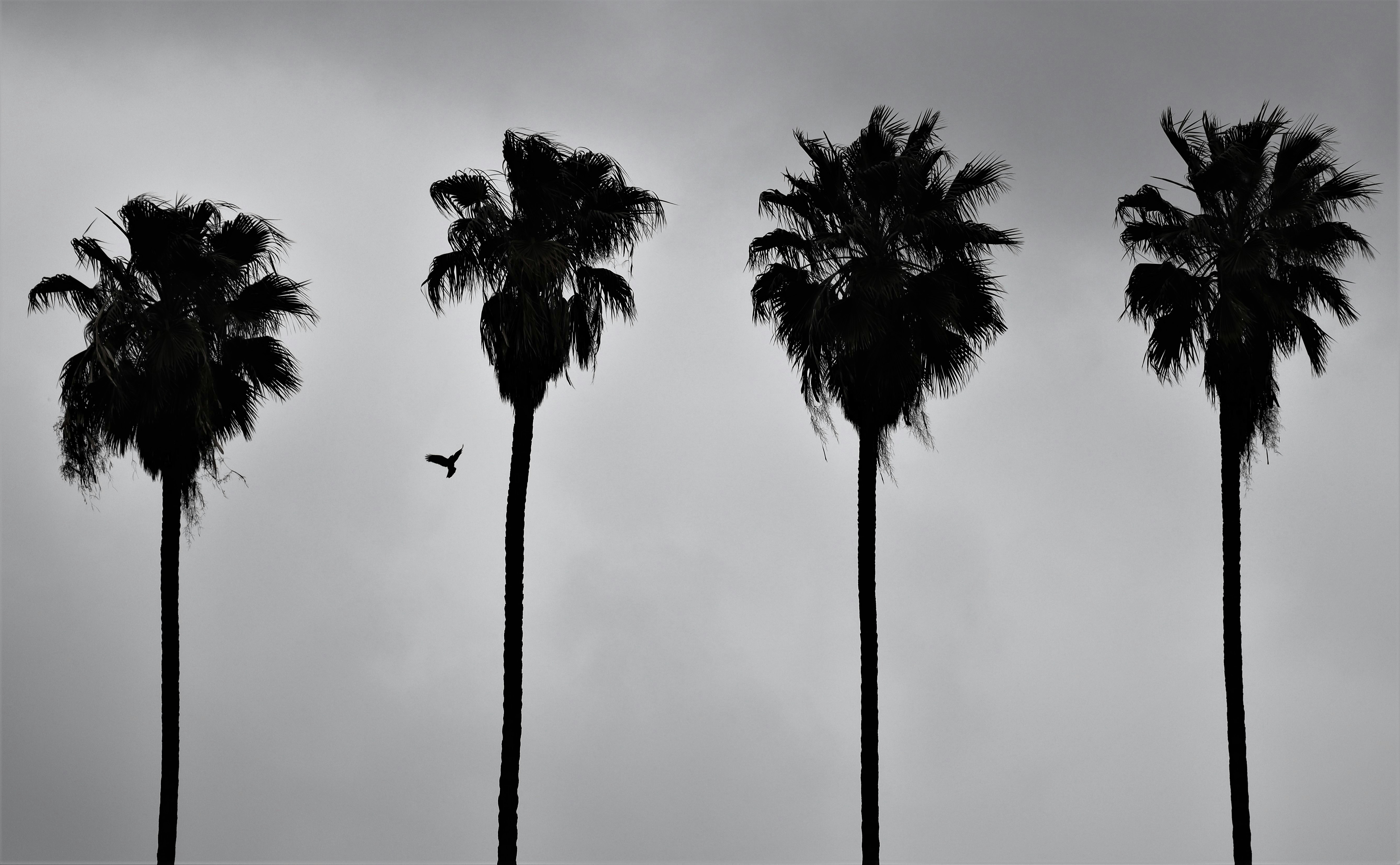 silhouette of palm tree under gray sky