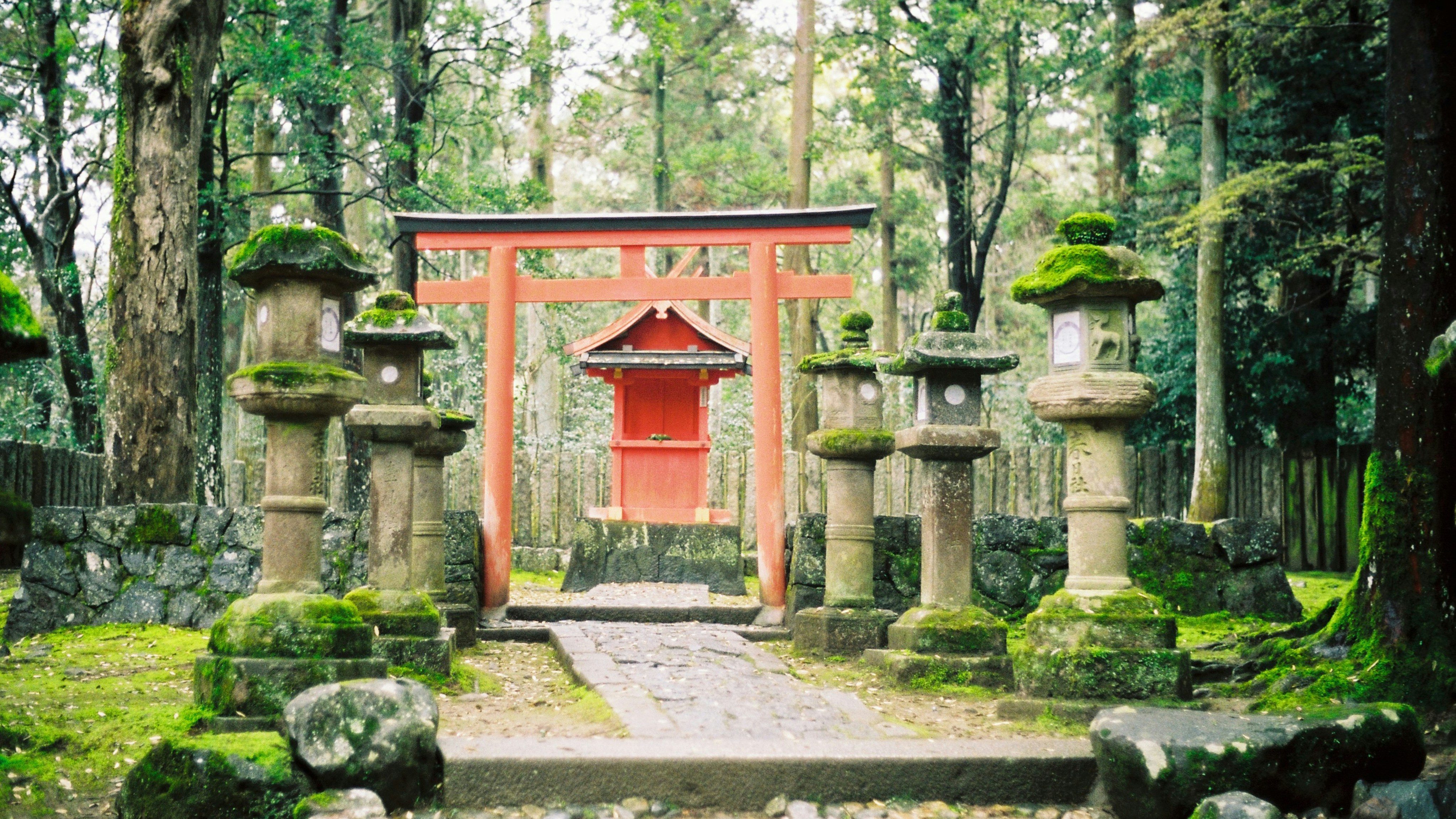 A traditional Japanese torii gate framed by moss-covered stone lanterns in a tranquil forest setting.