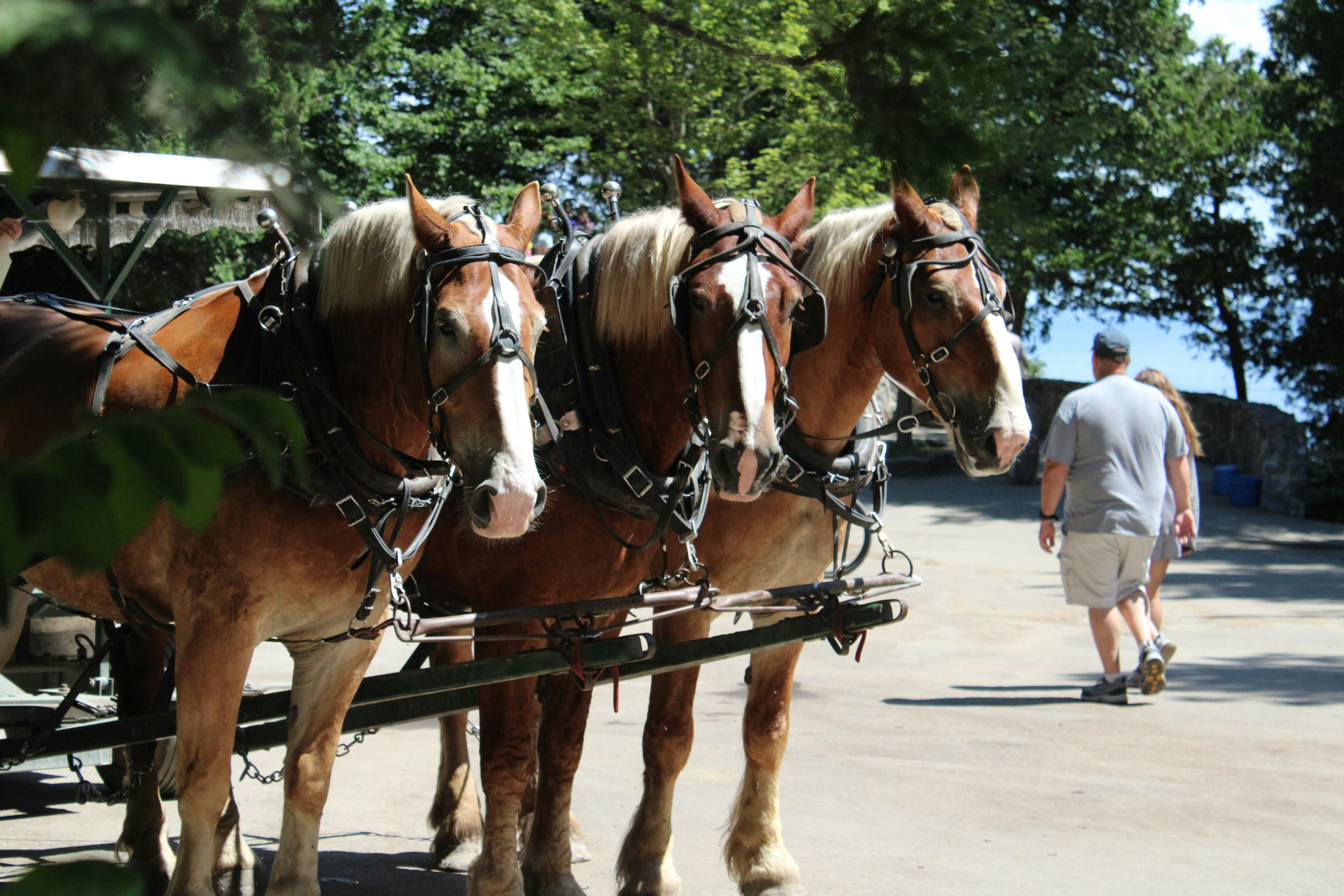 Three-Horse Harness Line at a Sunlit Stable Yard