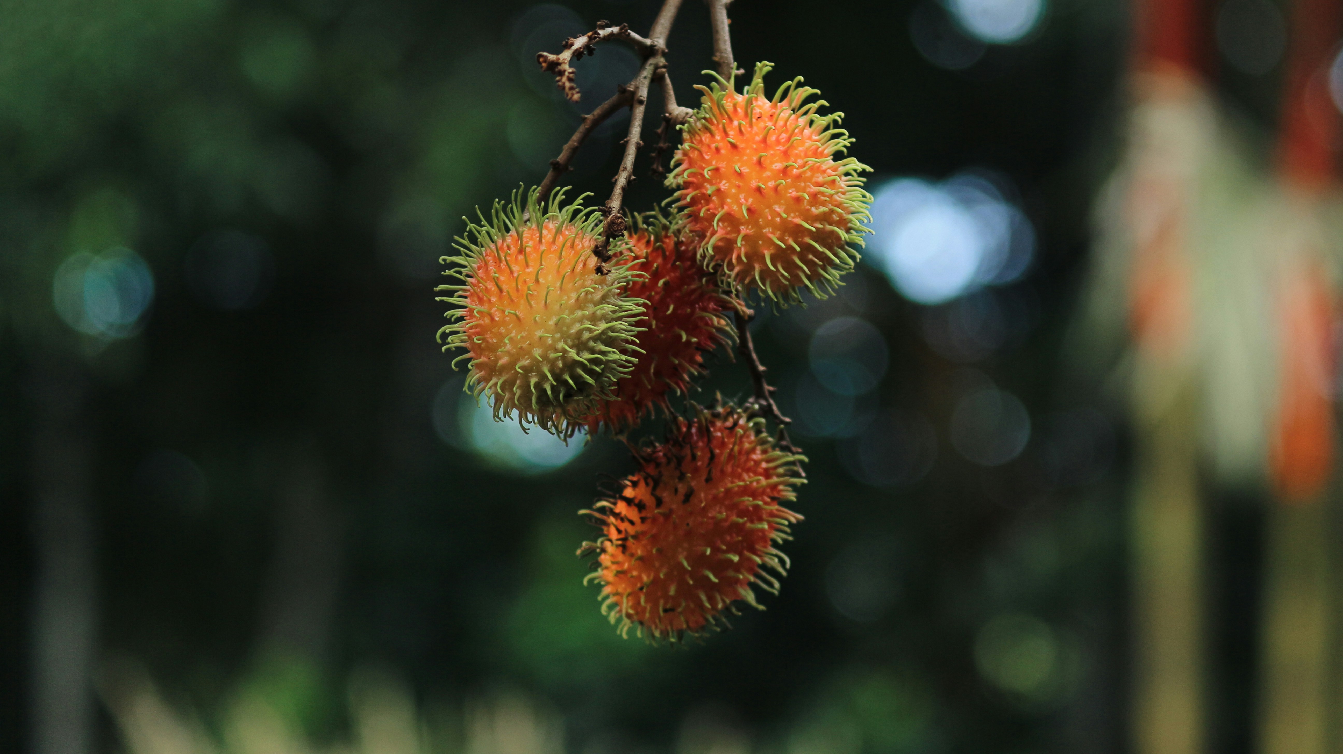 Rambutan: The Exotic and Nutritious Fruit with Surprising Benefits ...