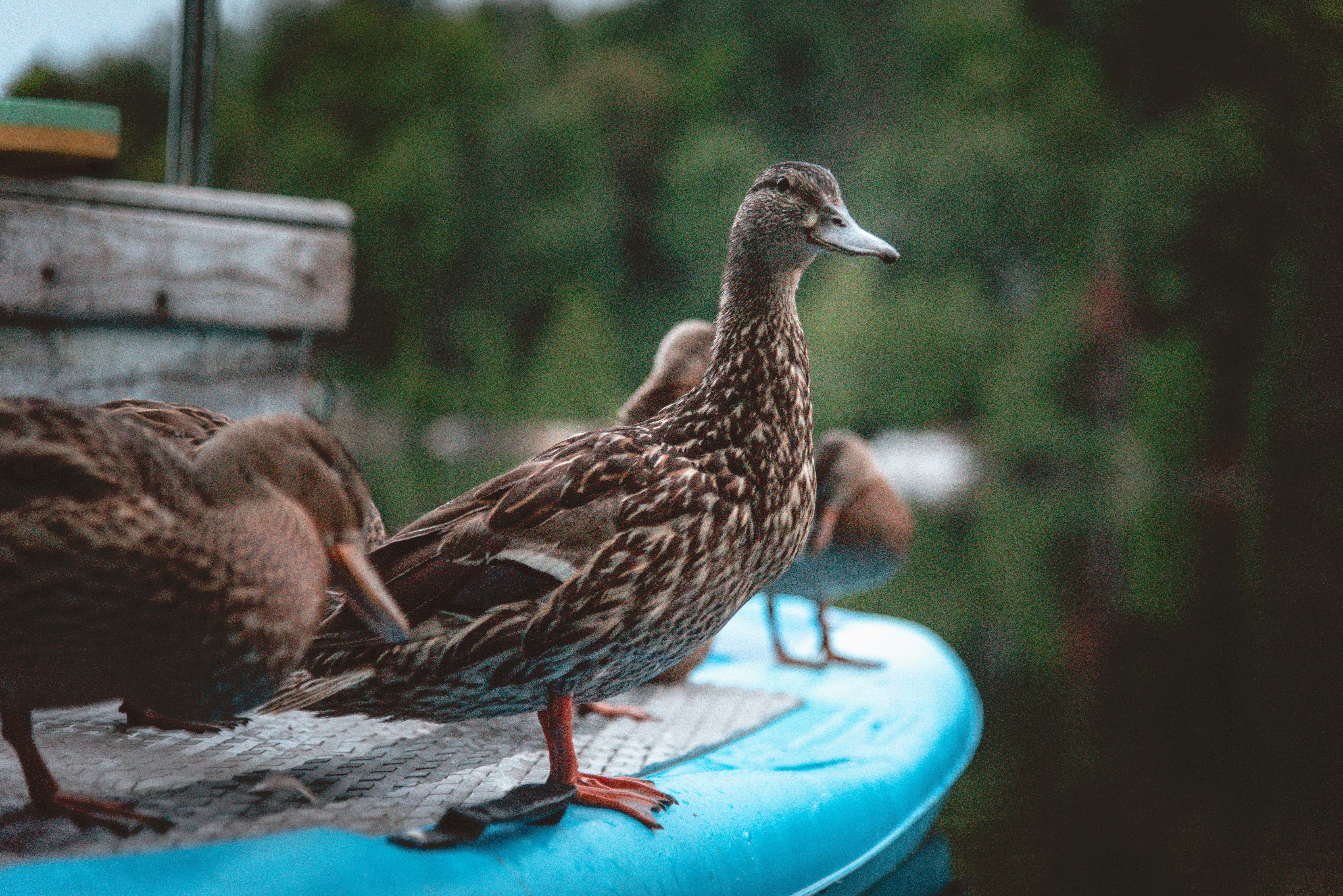 Ducks standing on a blue platform by the water, showcasing their intricate plumage and serene environment.