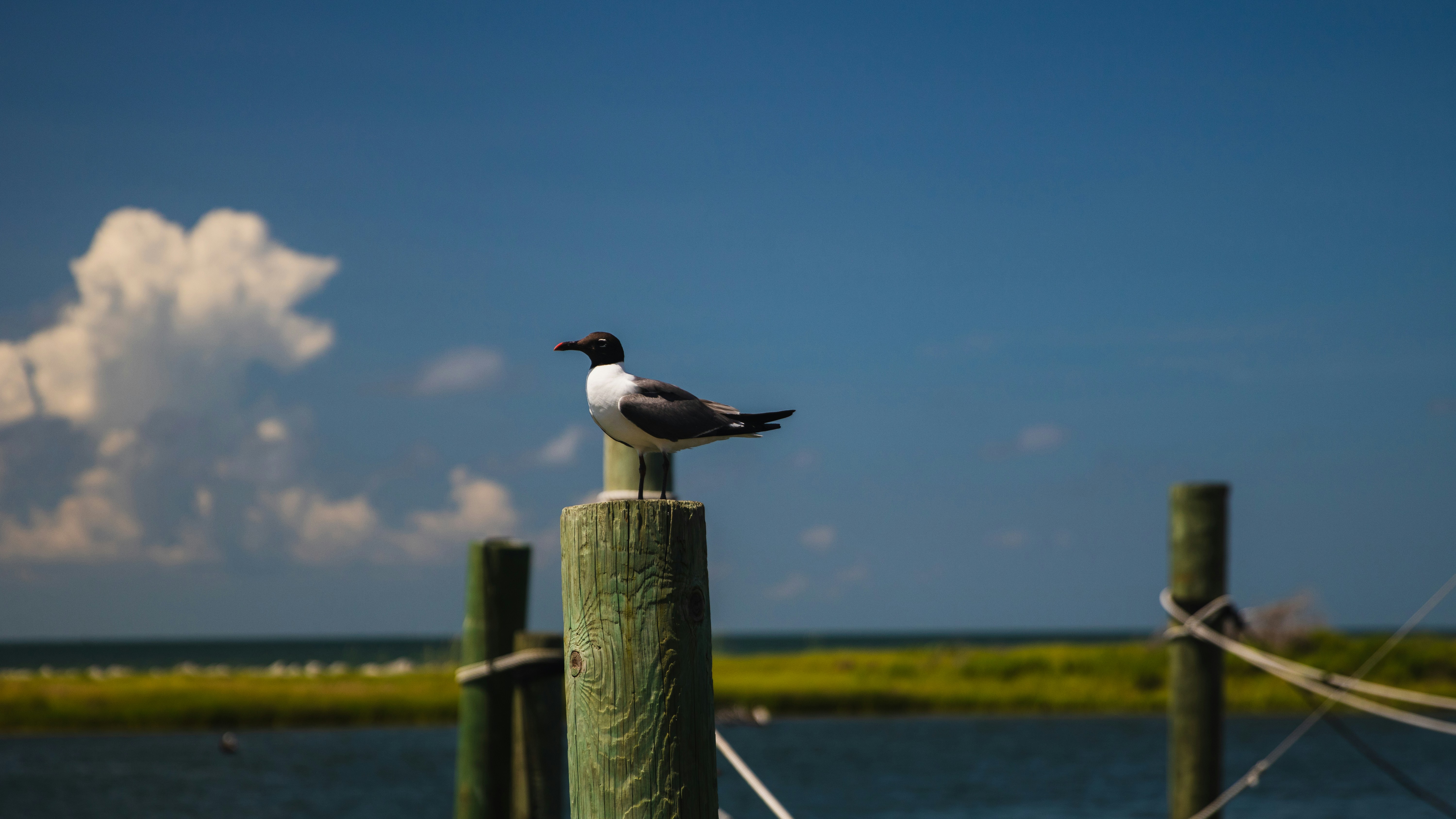 Bird photo shot on Canon EOS 750D