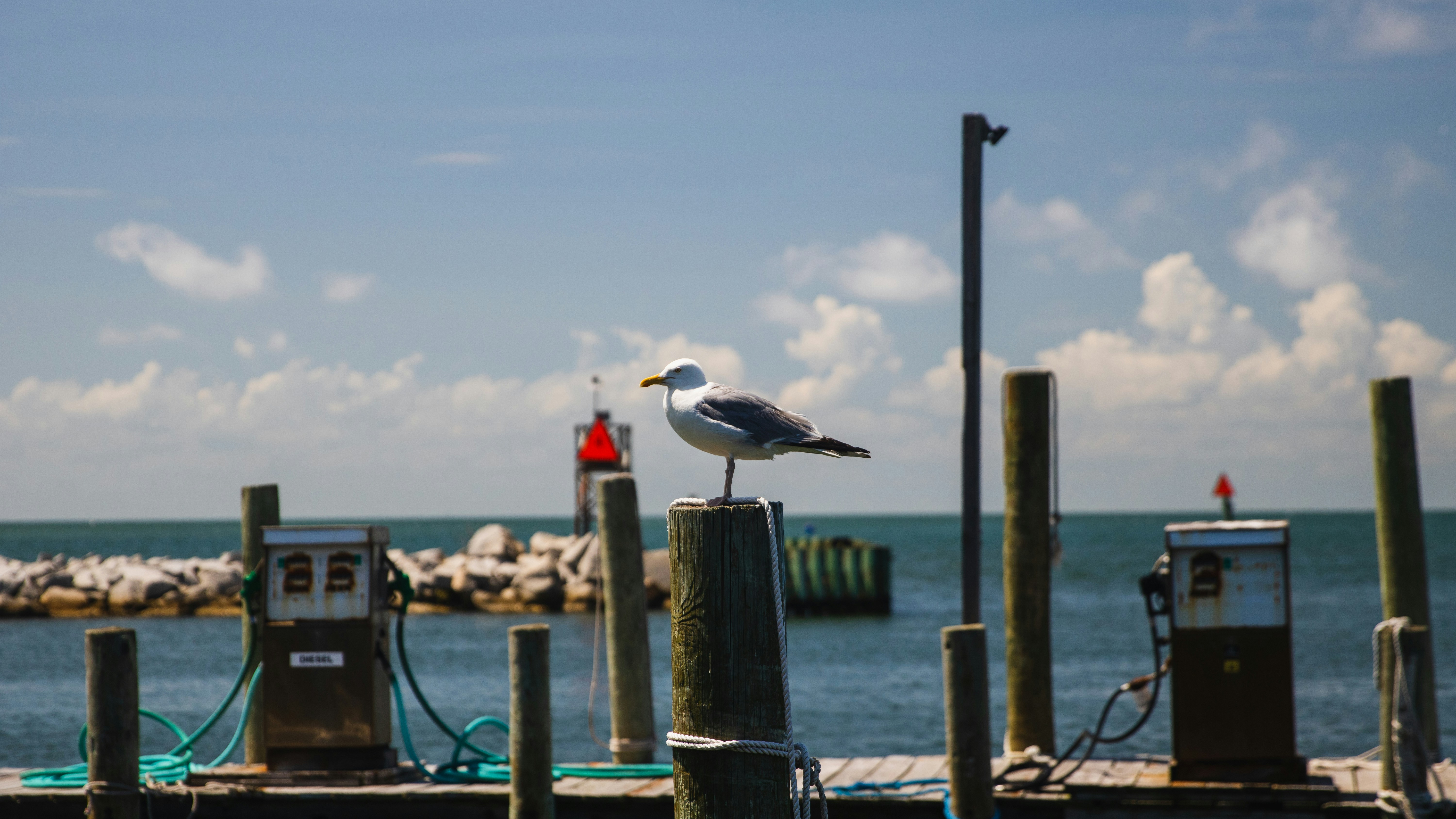 white and black bird on brown wooden post during daytime