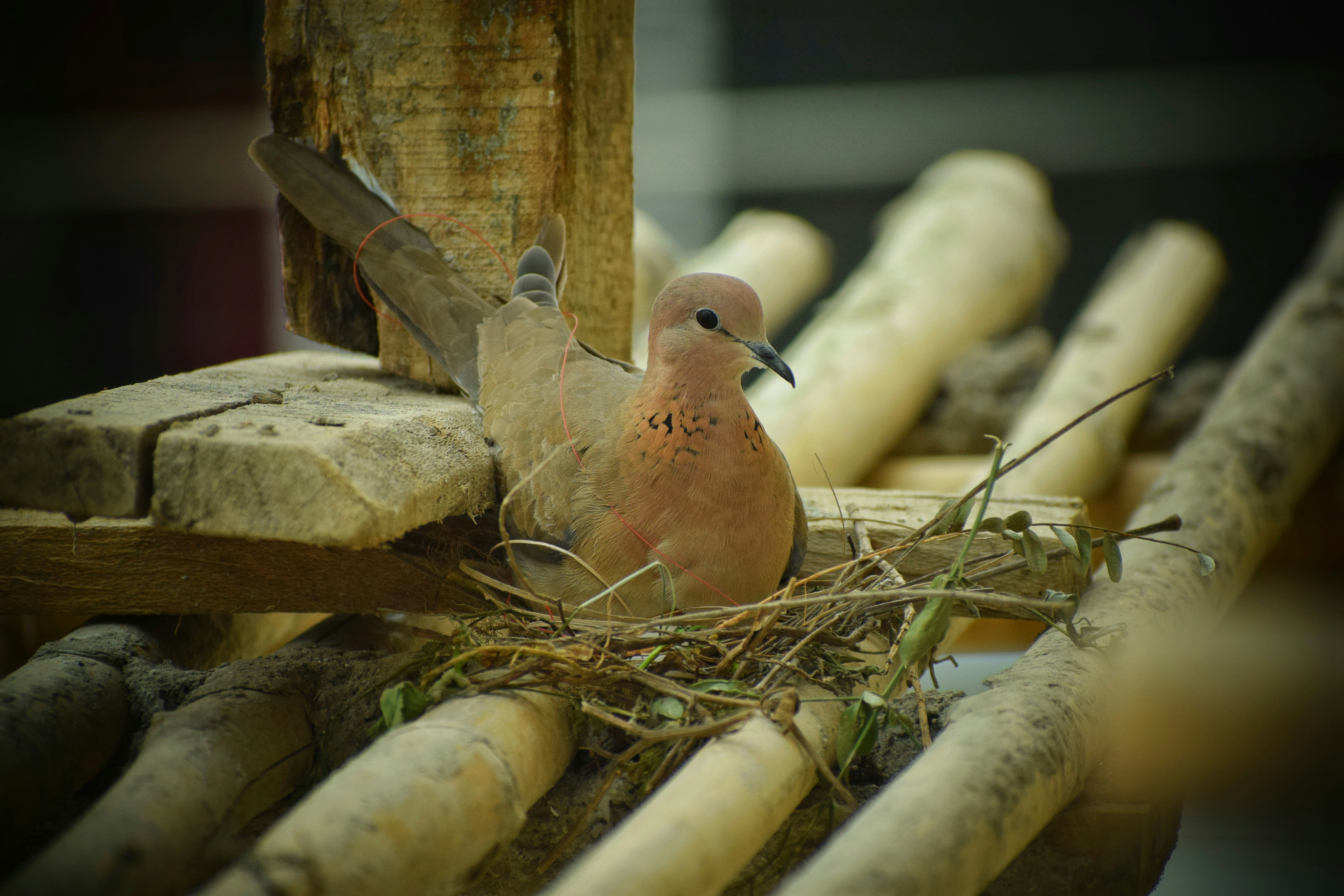 A dove rests peacefully in its nest, surrounded by wooden beams and greenery. The composition highlights the bird's natural habitat.