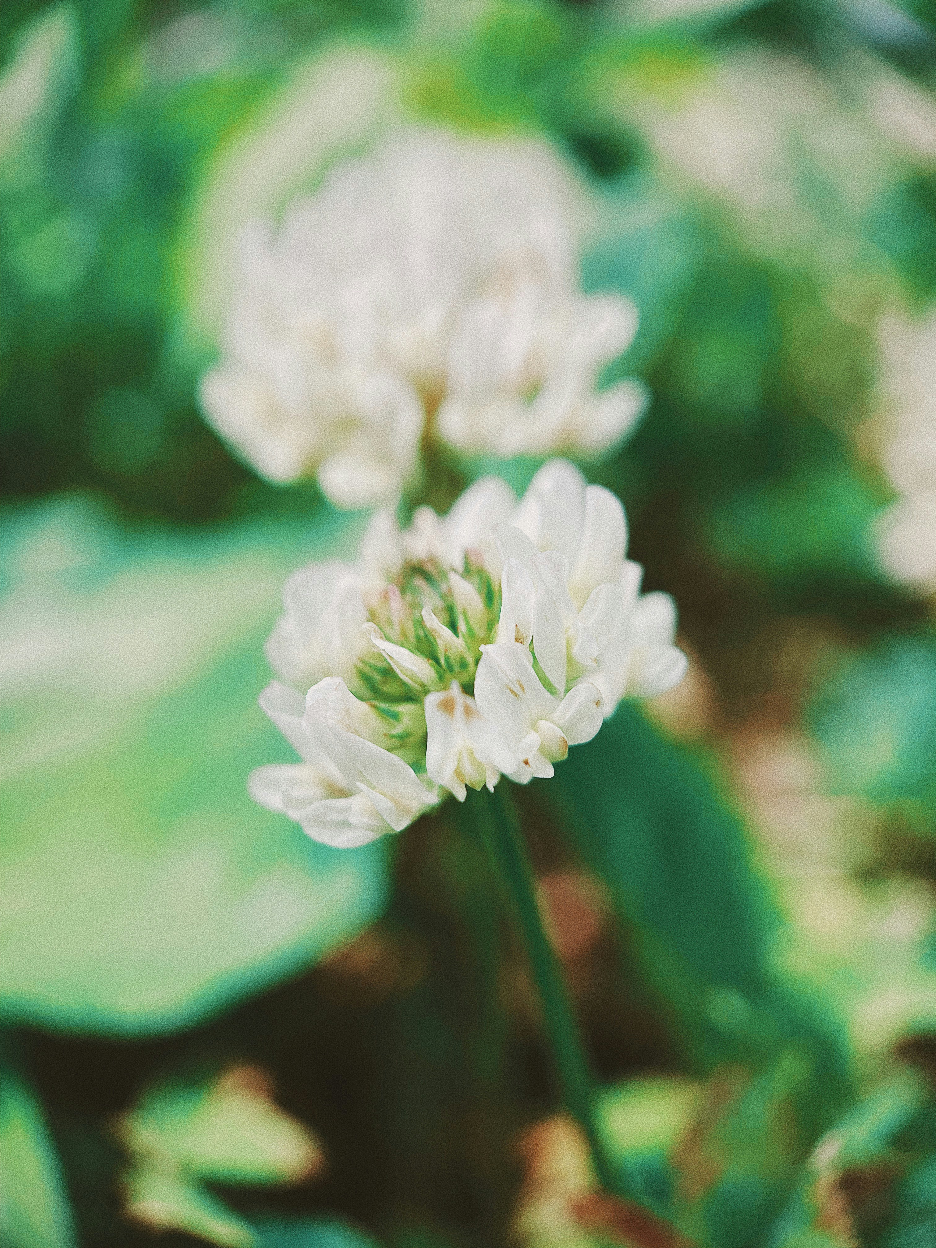 Whispering White Clover: a close-up study in garden light
