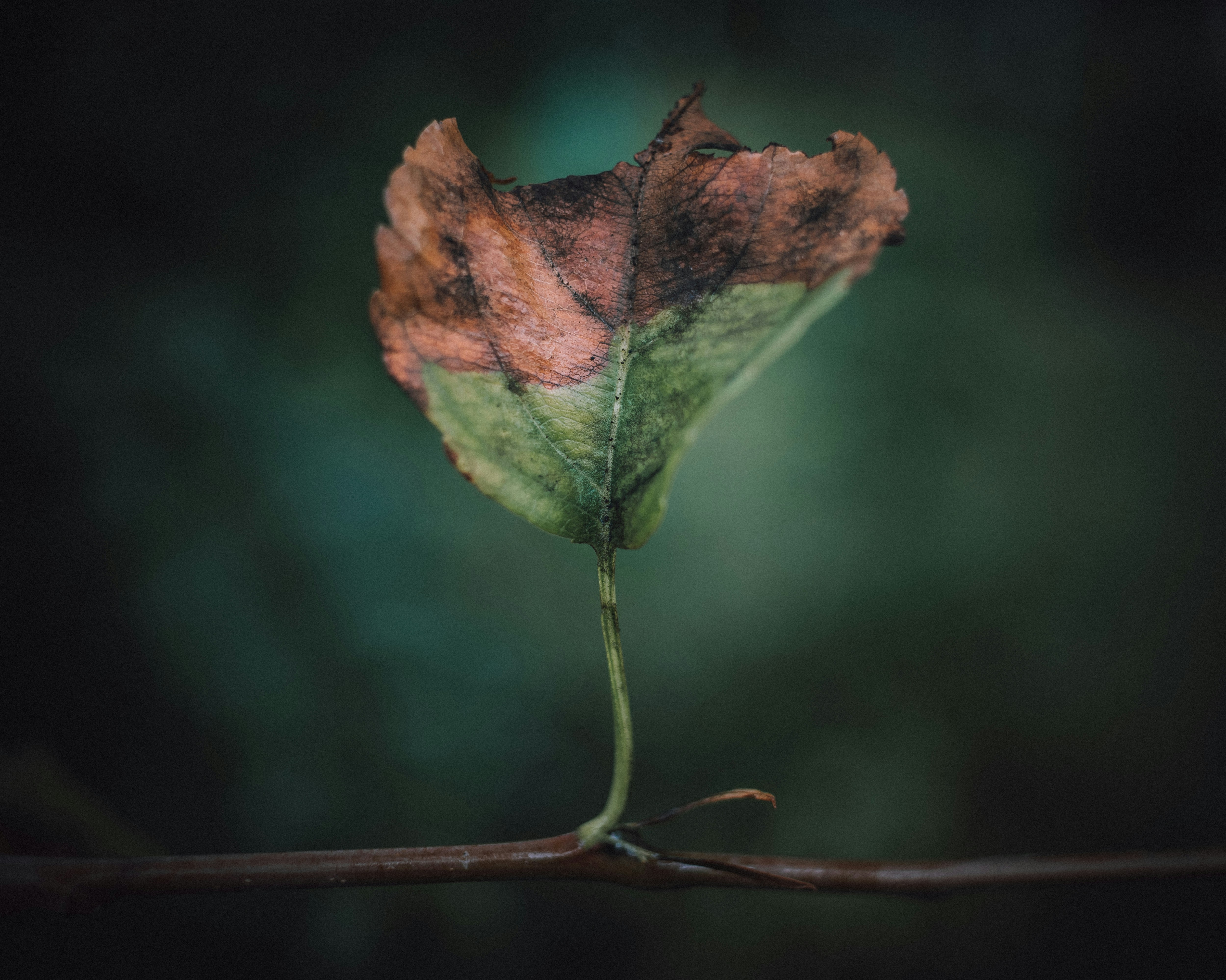 Single decaying leaf on a slender stem against a dark, blurred background, emphasizing texture and color transition. A close-up study of late-season detail.