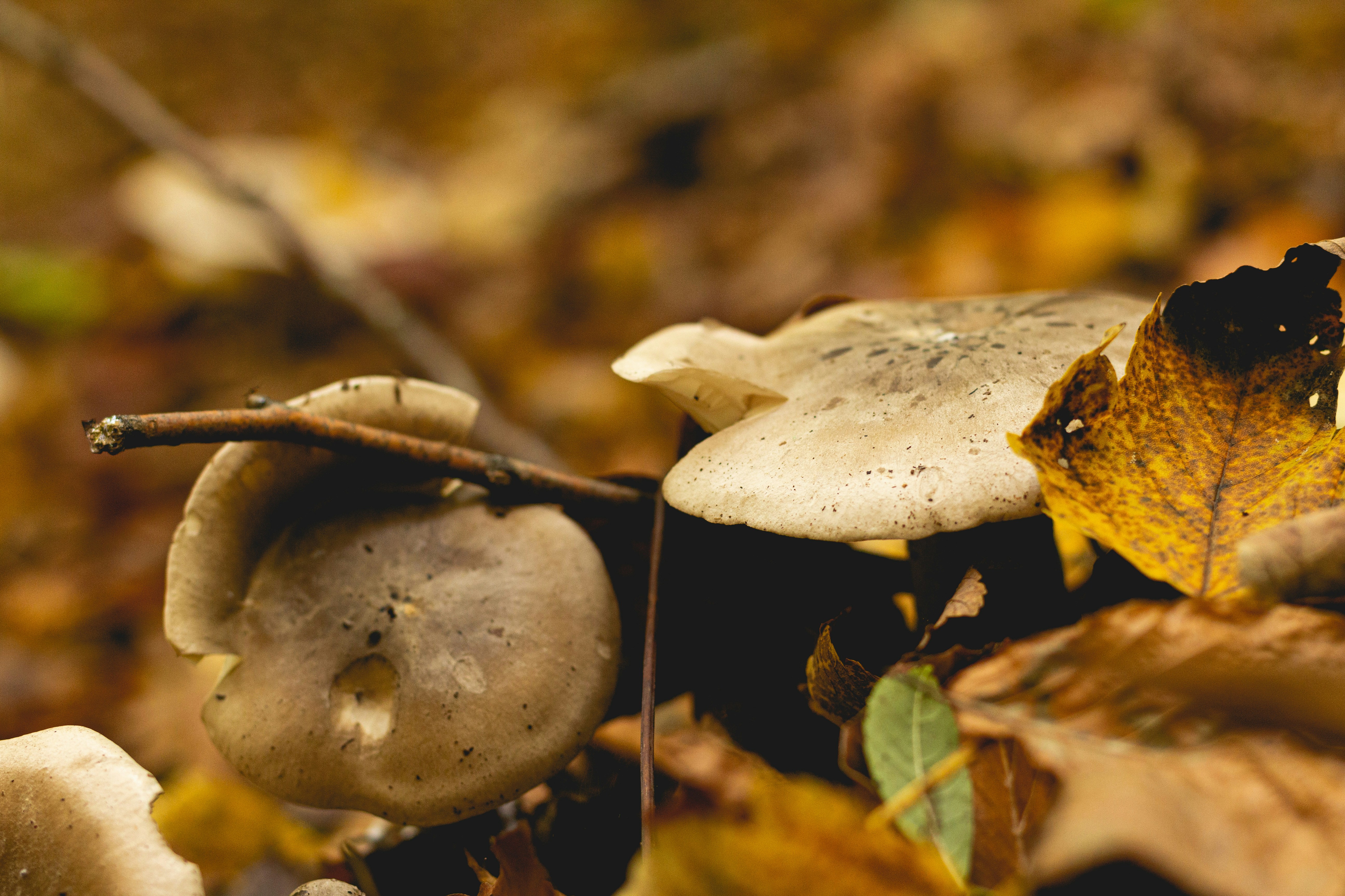 Robin Strahl (@robstr98) | Comunidade de fotos da Unsplash