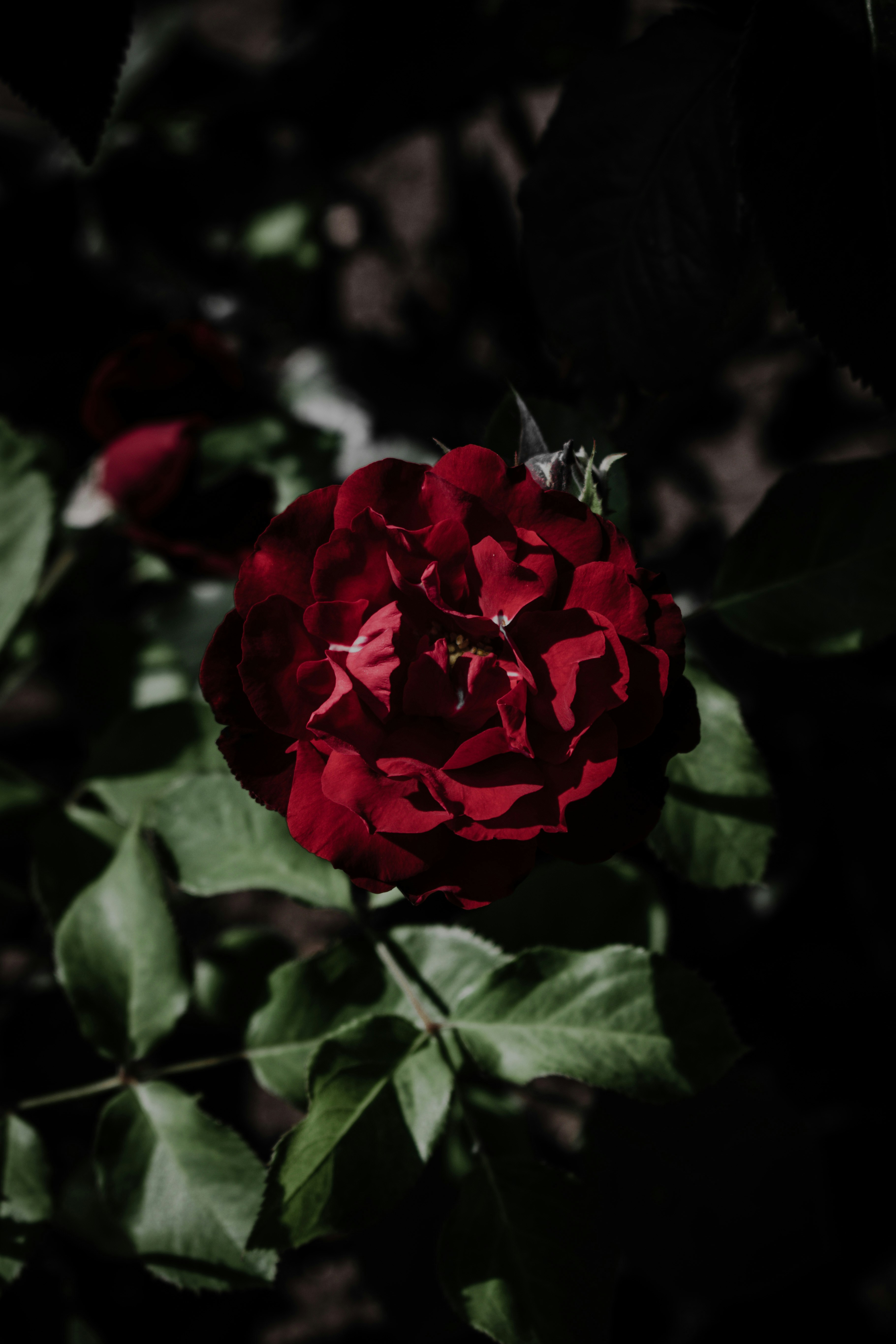 Rose rouge en fleurs pendant la journée photo – Photo Fleur Gratuite ...