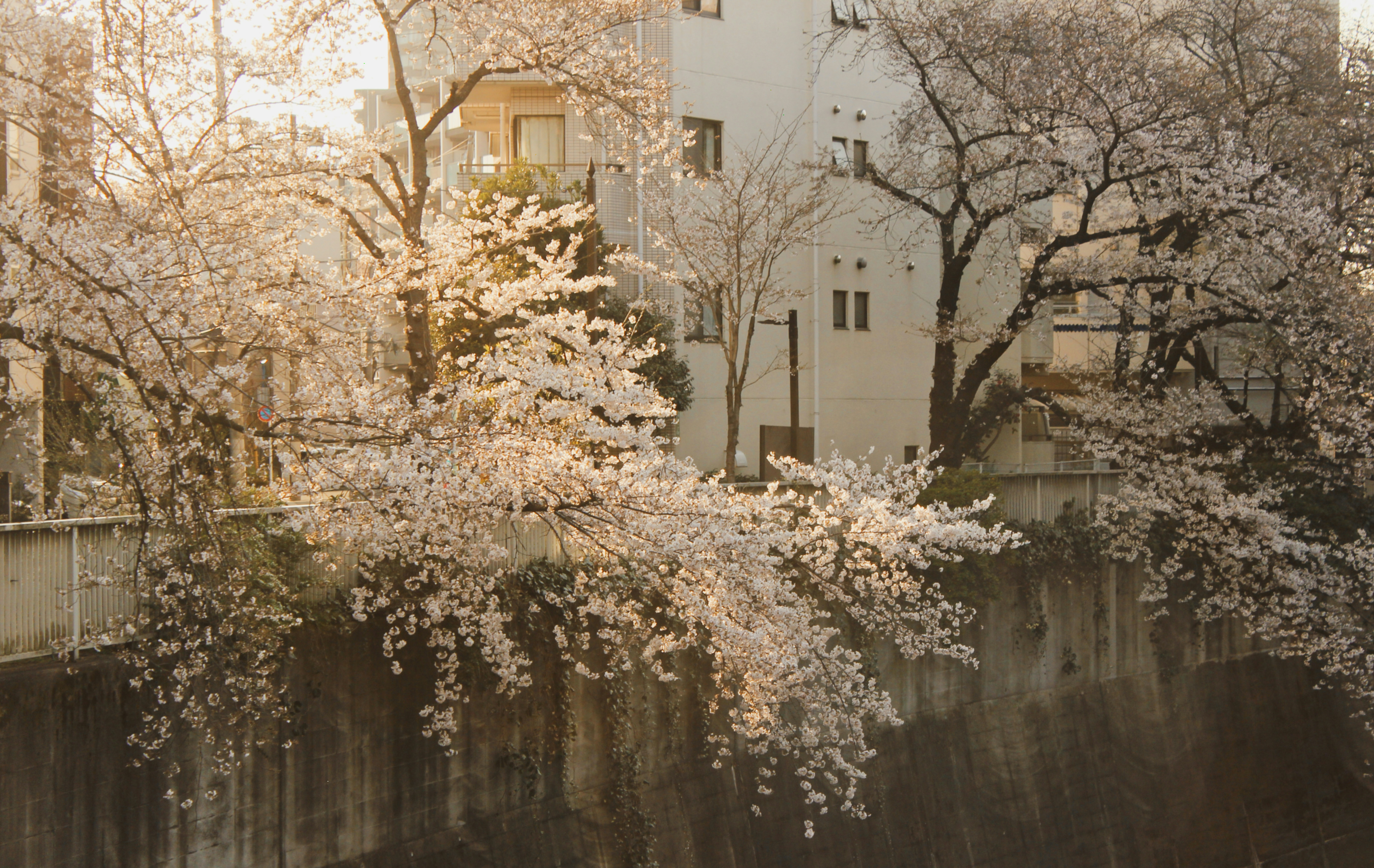 Sunlit Cherry Blossoms Draped Across a Quiet Urban Wall