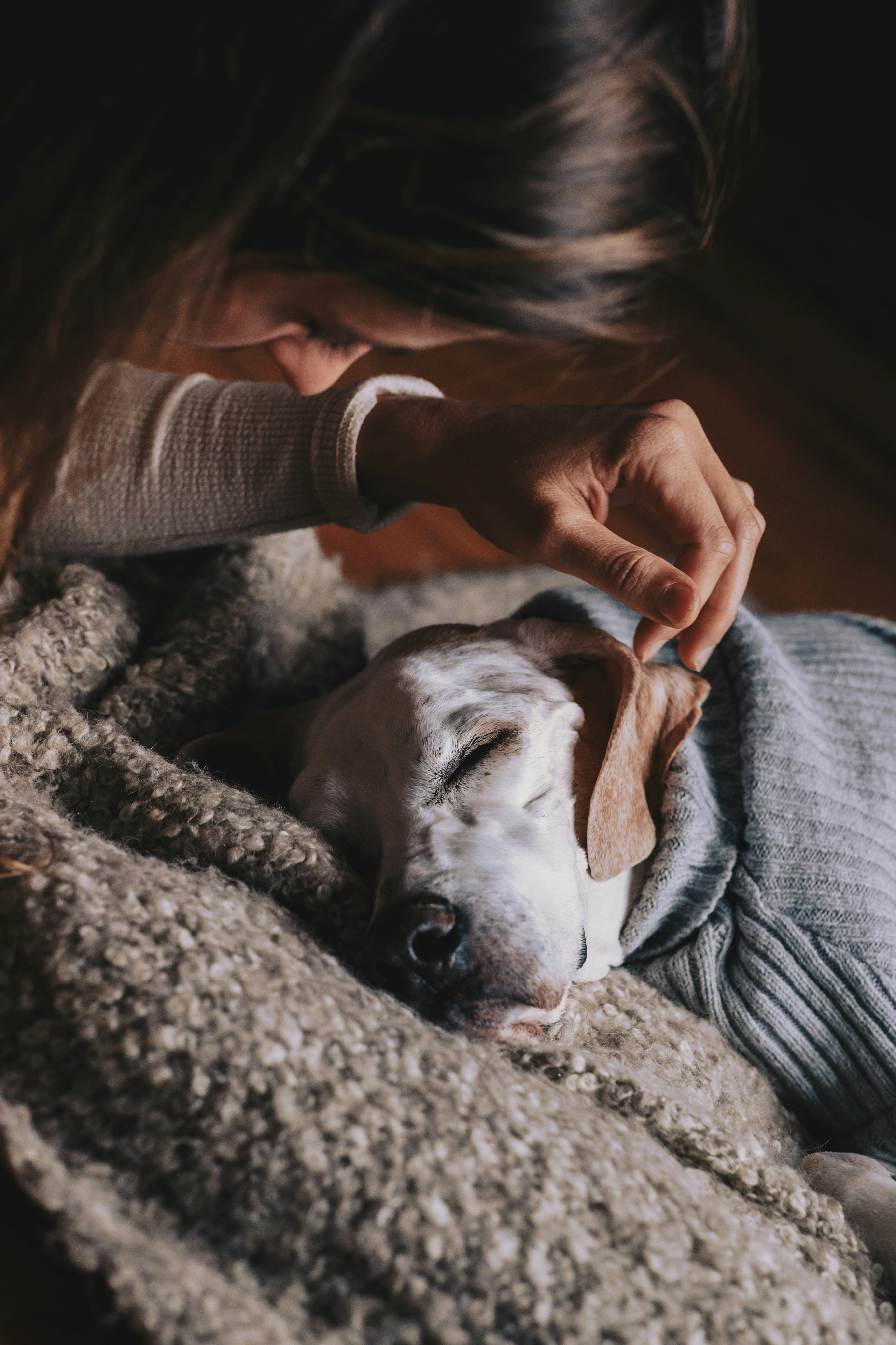 A woman gently caresses a sleeping beagle wrapped in a cozy blanket, embodying warmth and companionship.