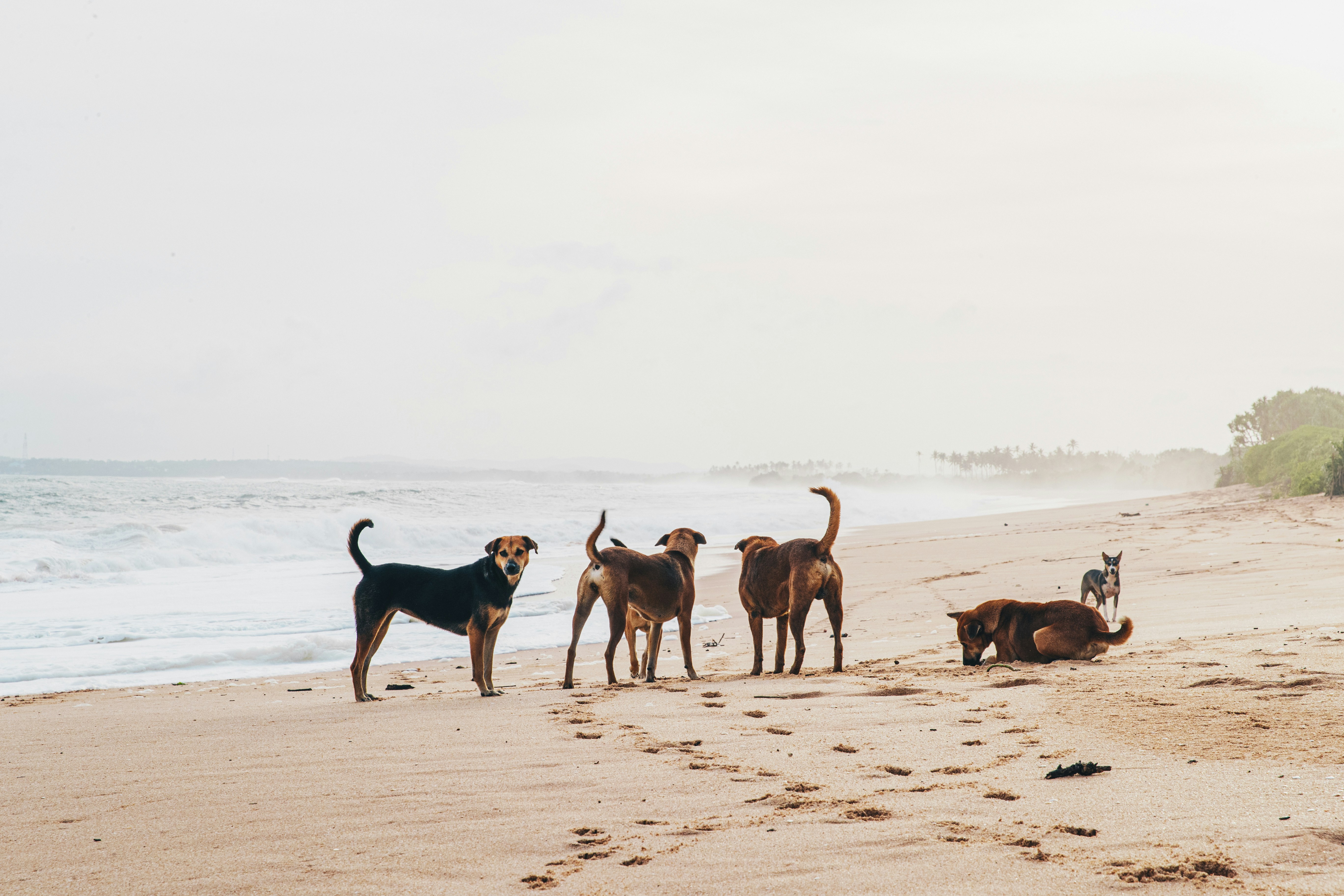 Seaside Cohort: Five Dogs on a Calm Beach