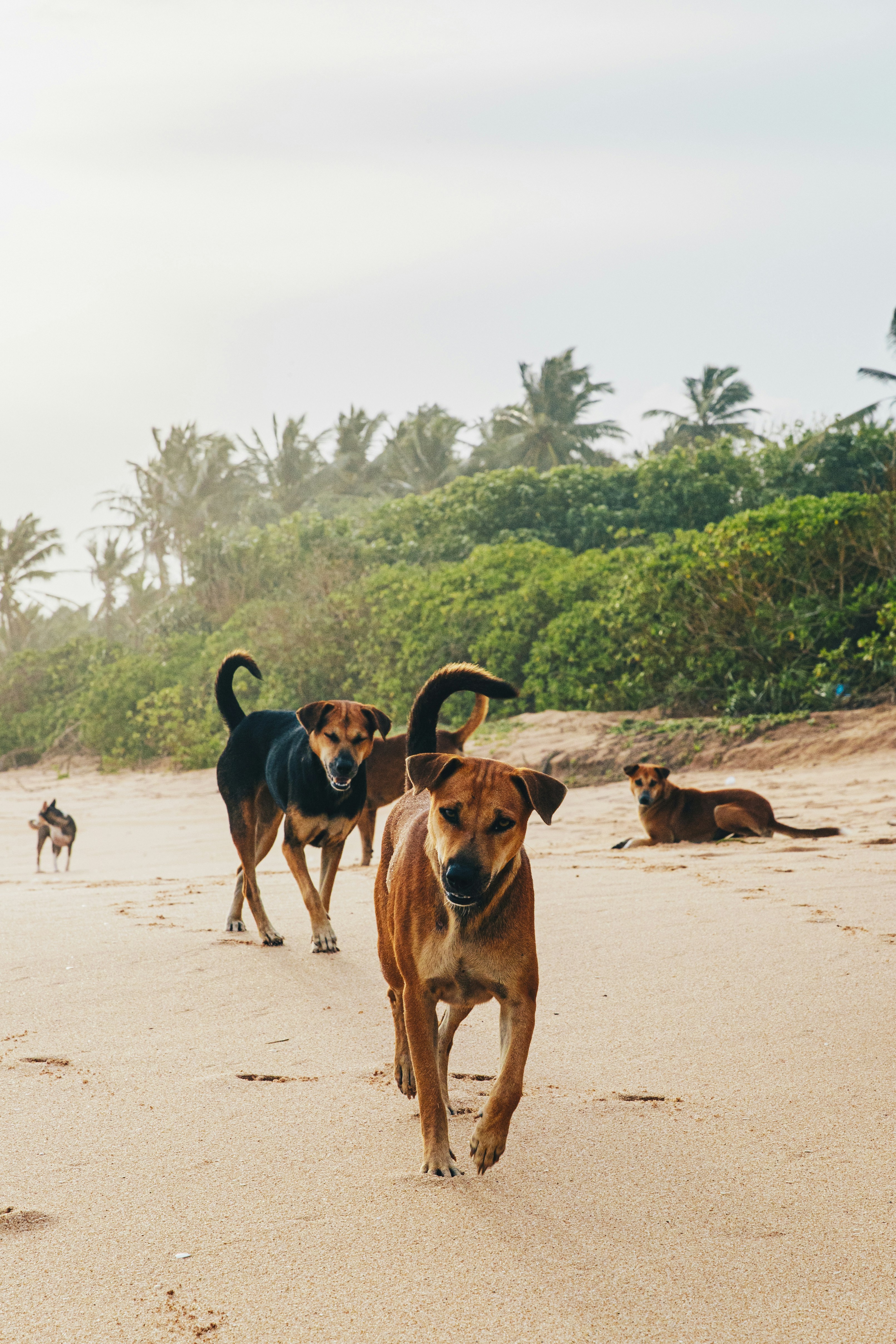 Four dogs playfully roaming along a sandy beach, framed by lush greenery and palm trees in the background.