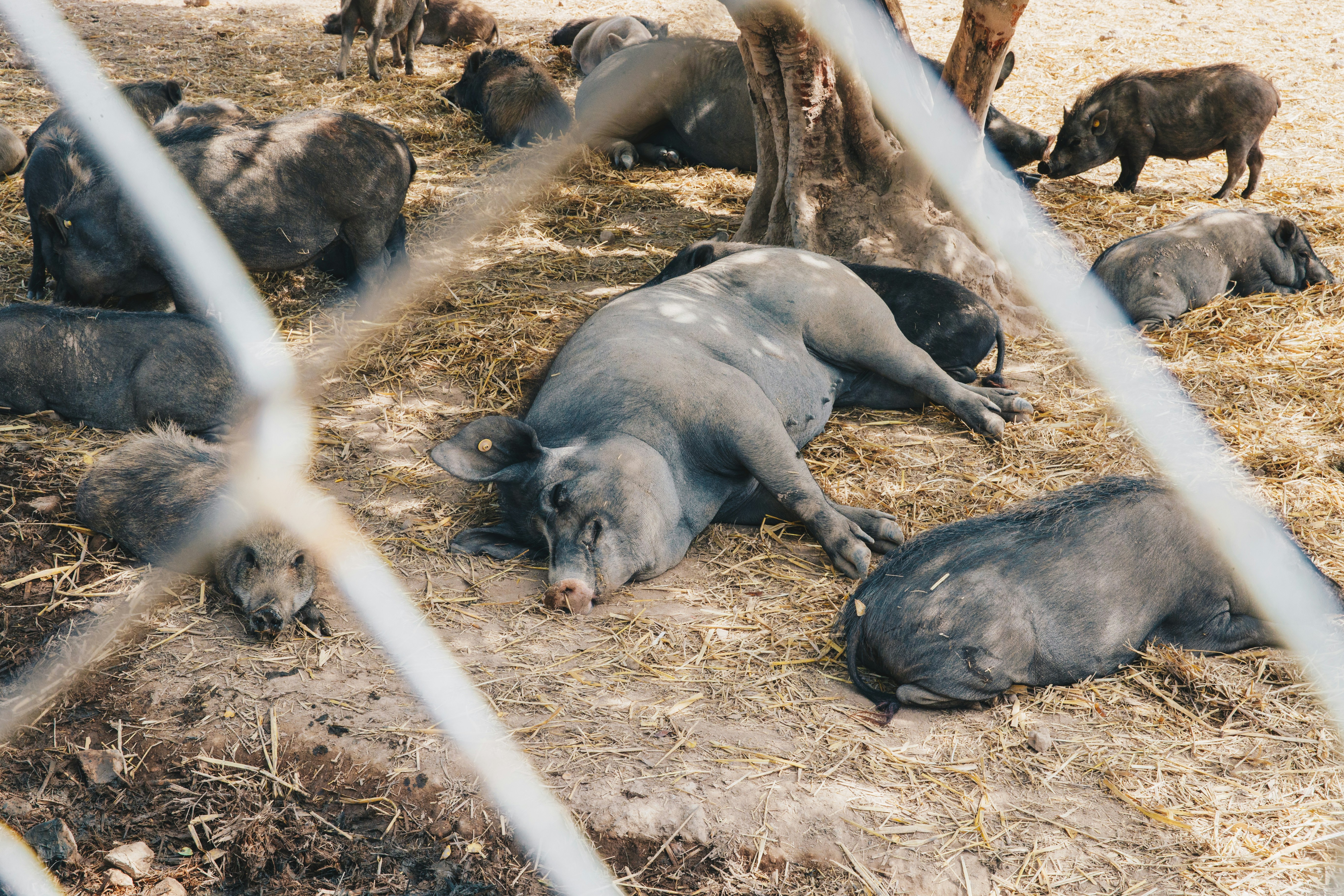 Sunlit Slumber in a Quiet Pen: Resting Pigs Among Straw and Fence