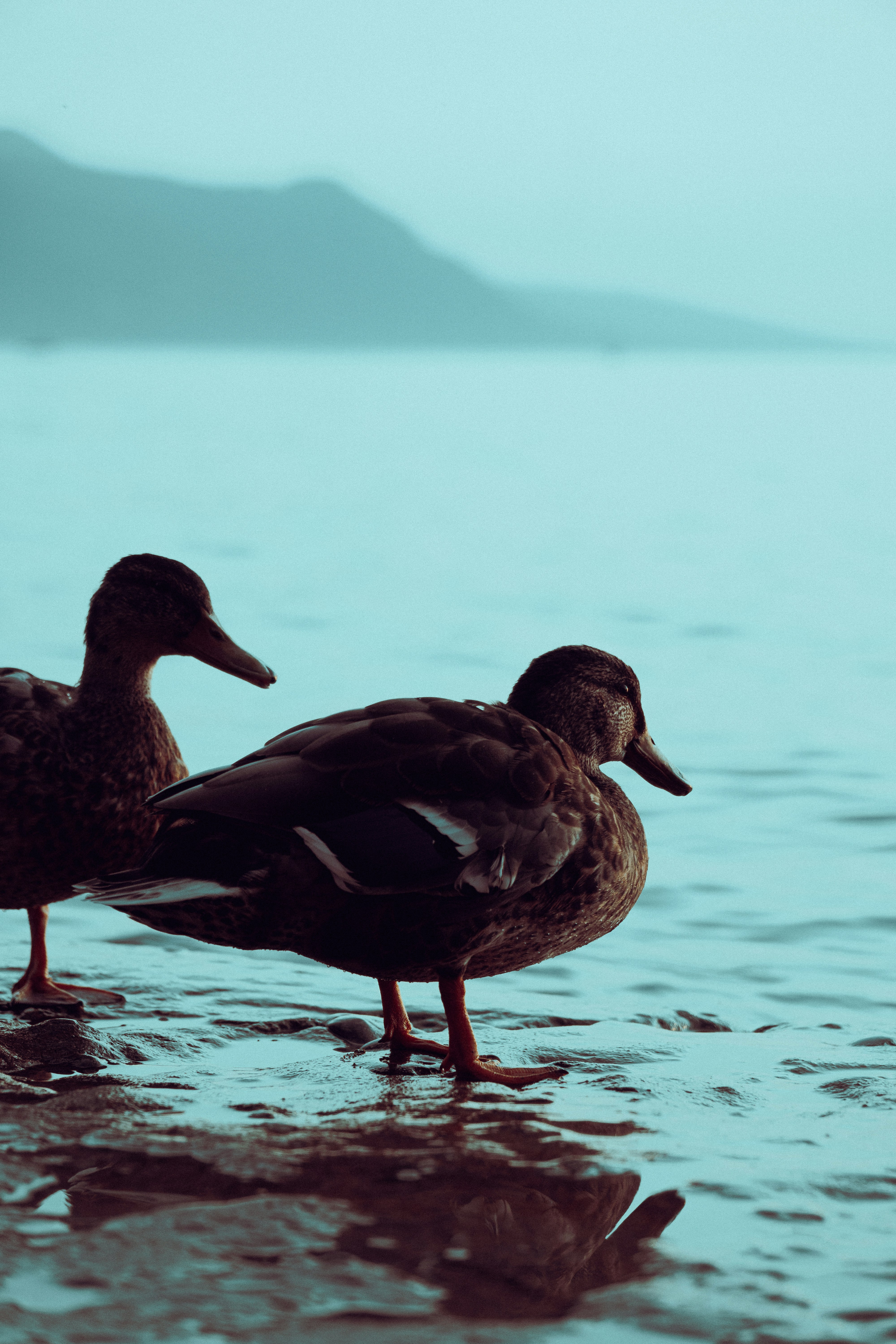 Two Ducks on a Quiet Shore: Quiet Contour of Blue-Tinted Light