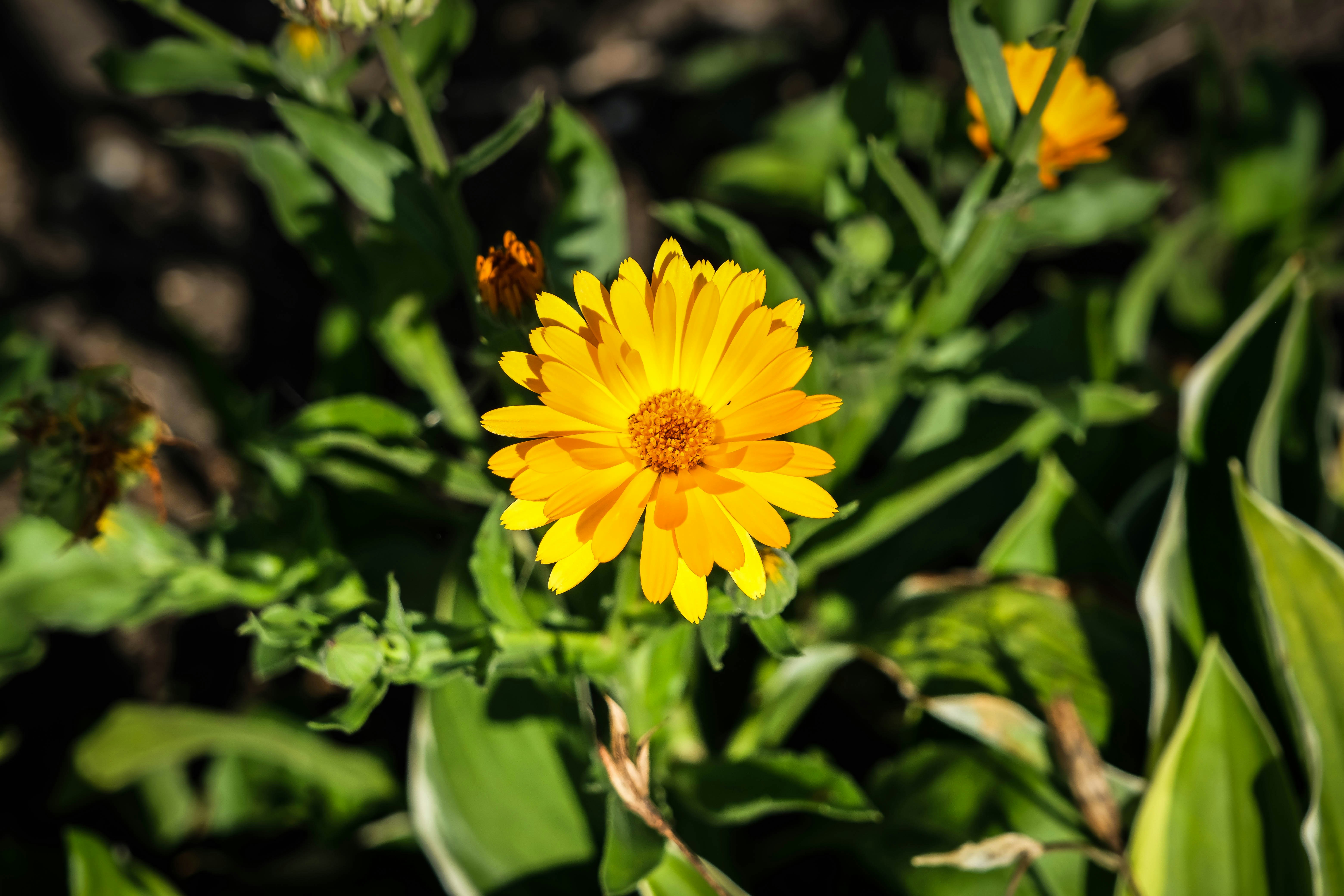 Vibrant yellow flower standing out against rich green leaves in a garden setting.