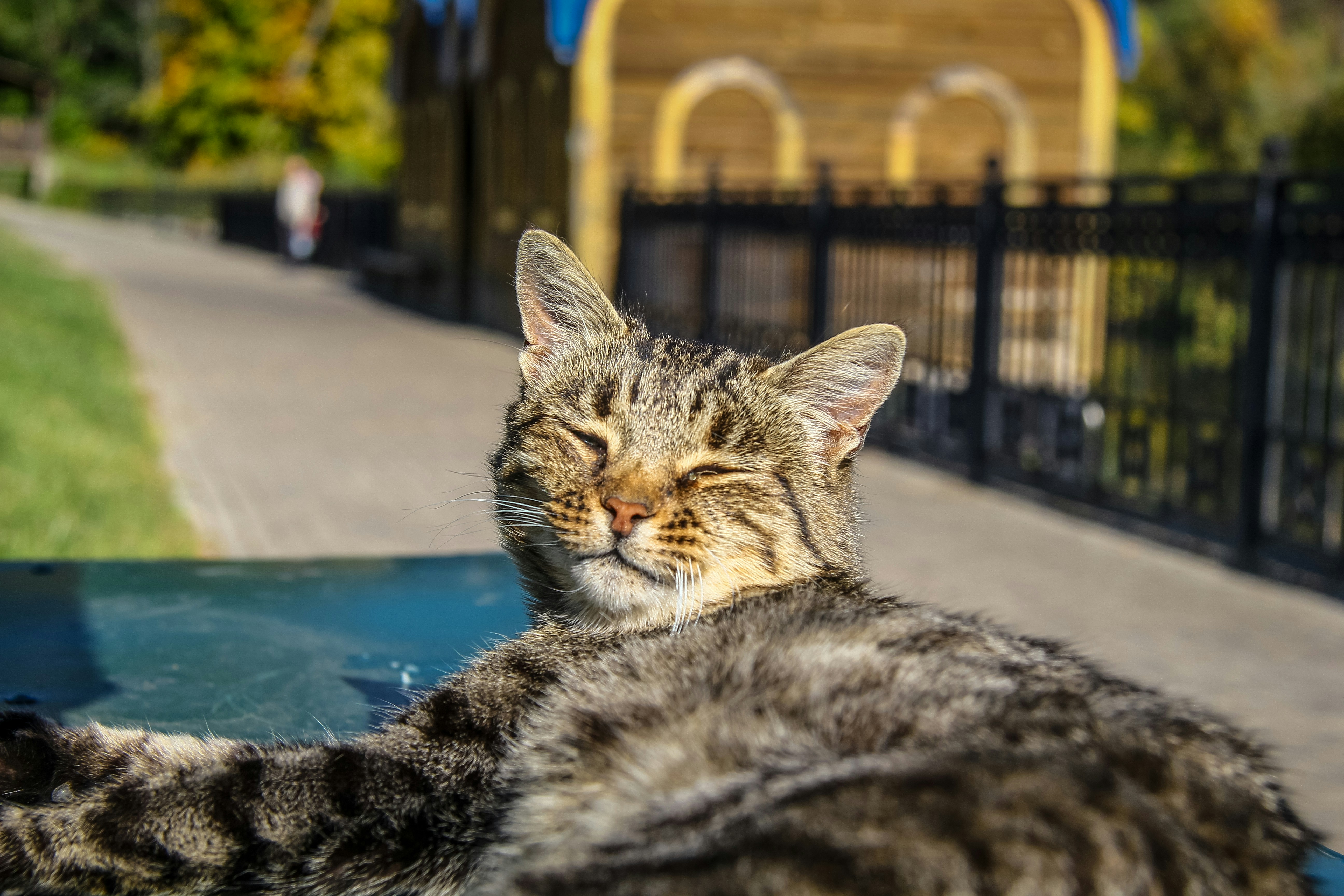 Sunlit Tabby Dozing by the Park Fence