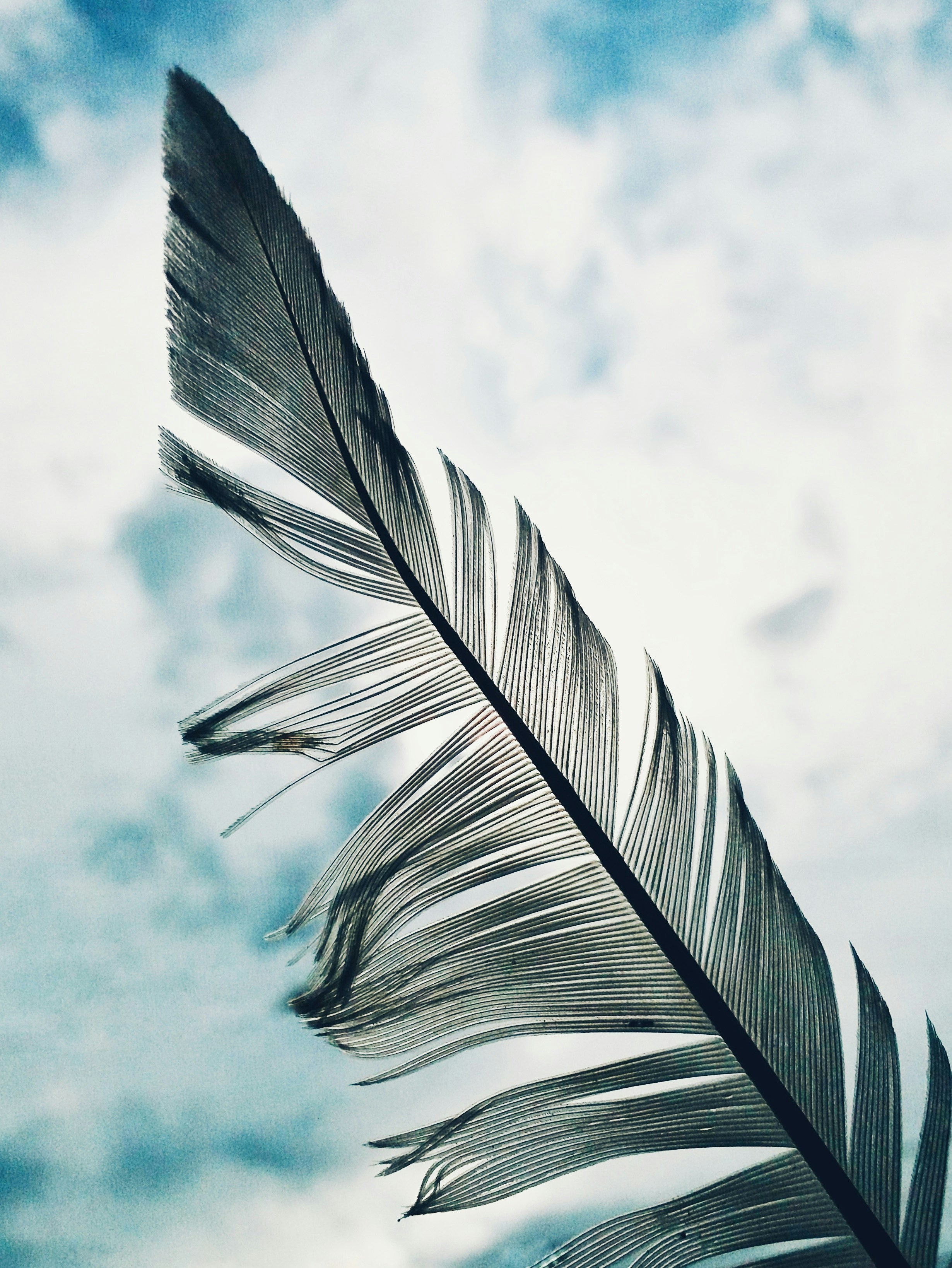 White Feather Iphone Wallpaper