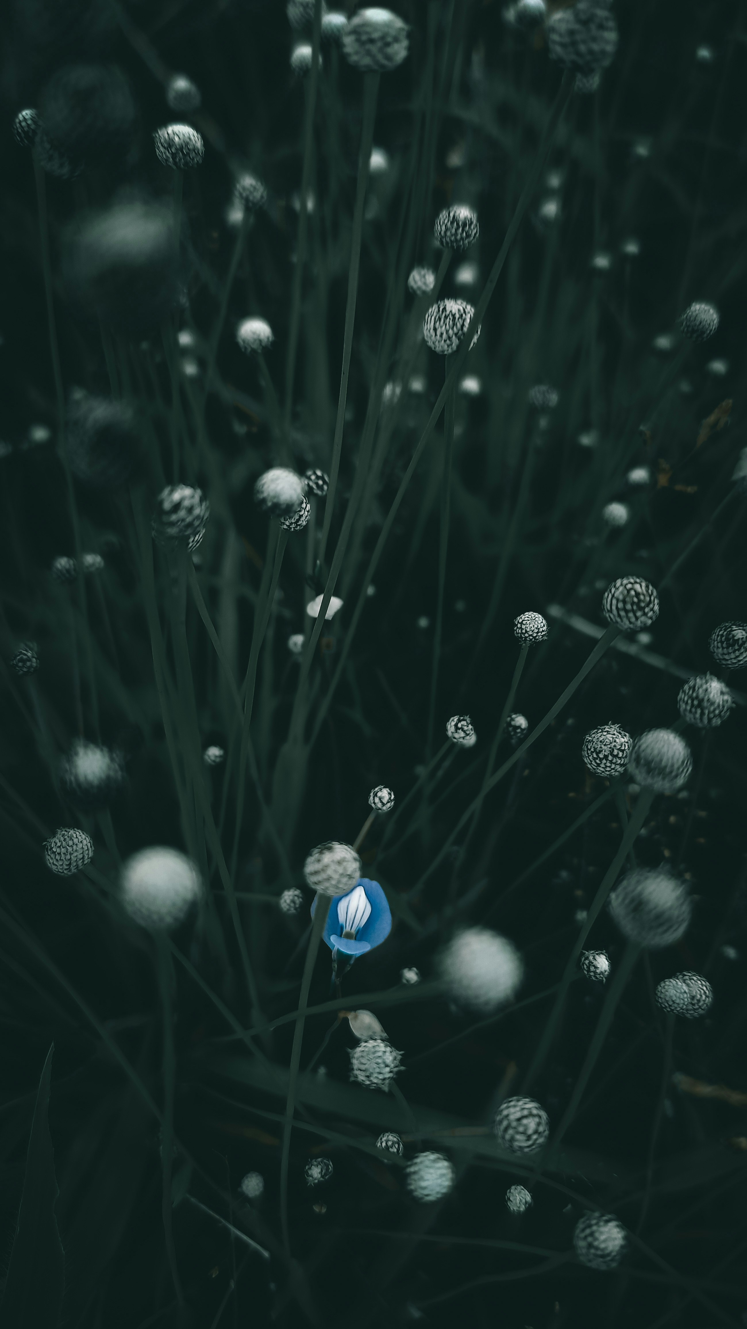Flower 🌼 wallpaper
Instagram@ll.wzm.ll