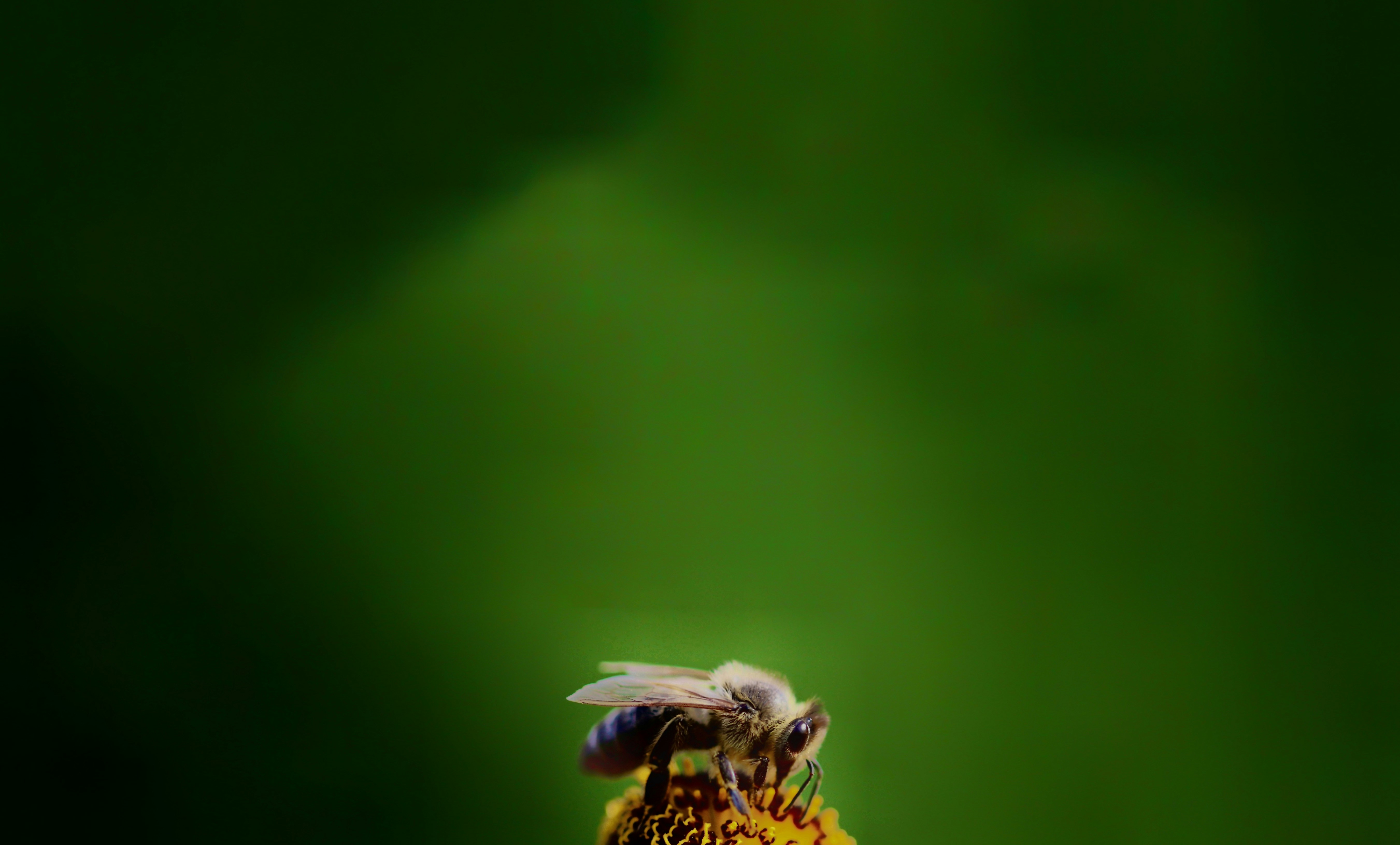 Bee with a green background. The Background has been created artificially by extending the existing green surrounding of the bee and soften it afterwards