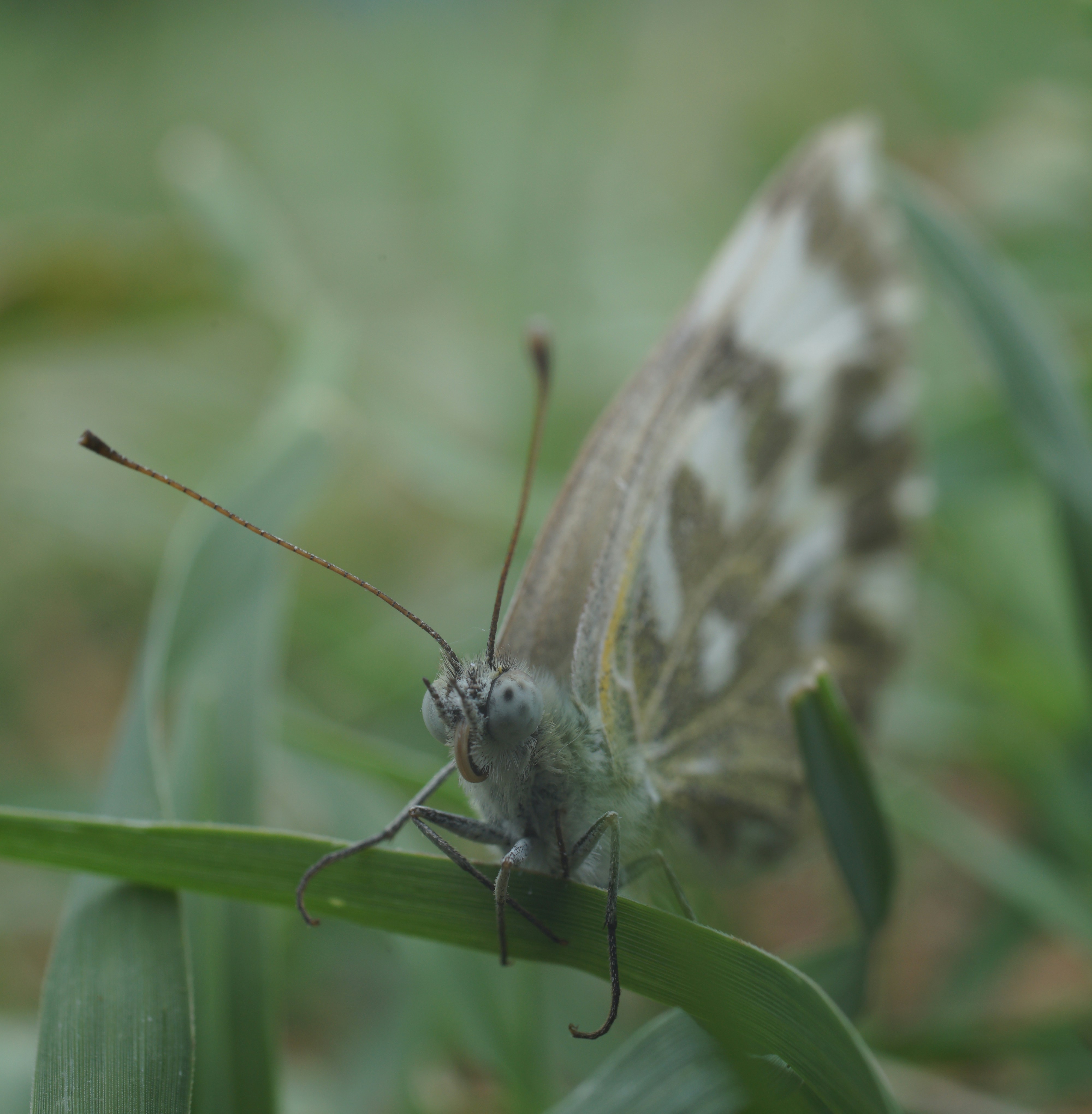 white and brown butterfly perched on green grass in close up photography during daytime
