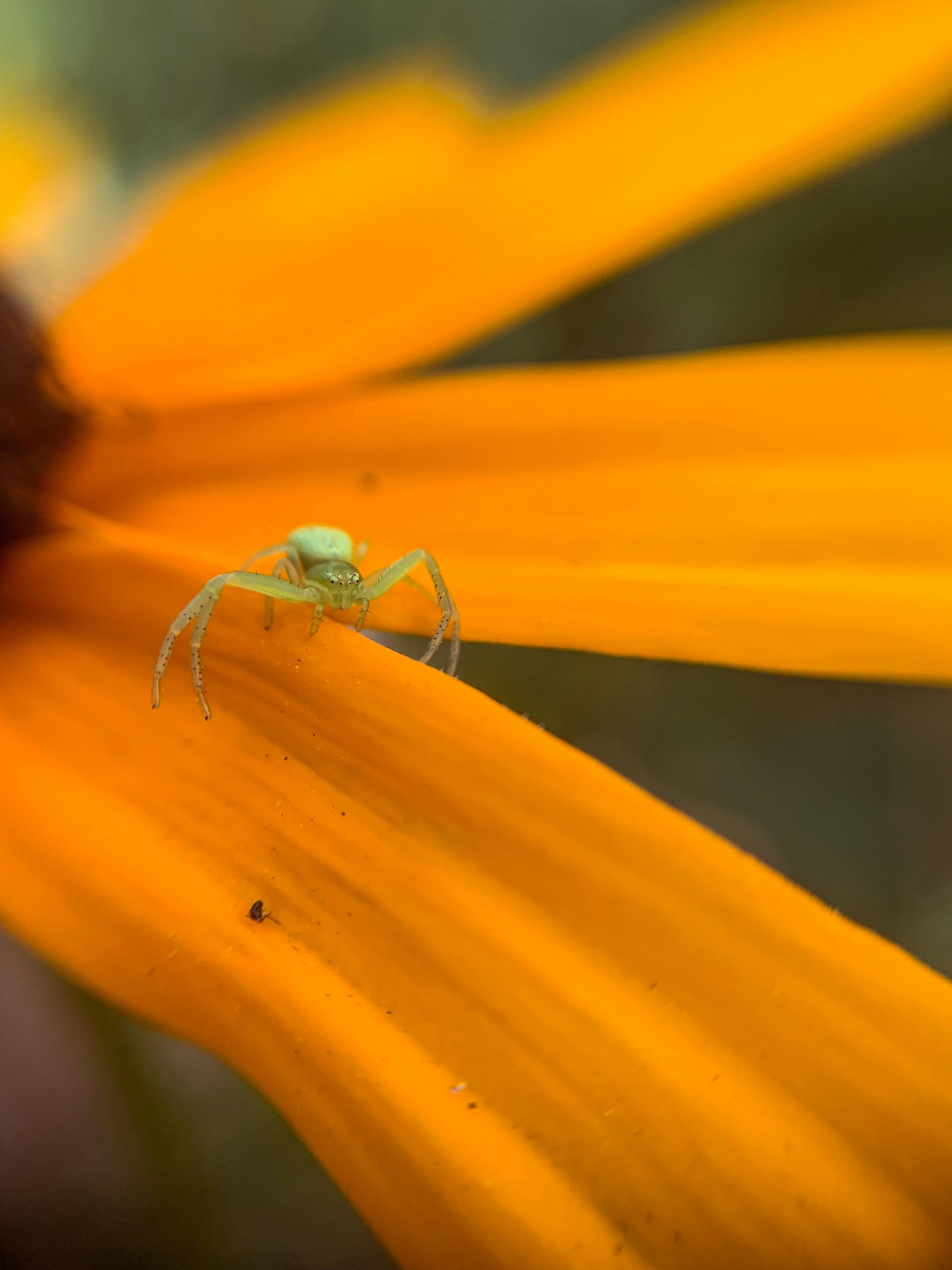 A green spider delicately perched on a vibrant orange flower petal, showcasing the intricate details of both the insect and its colorful environment.
