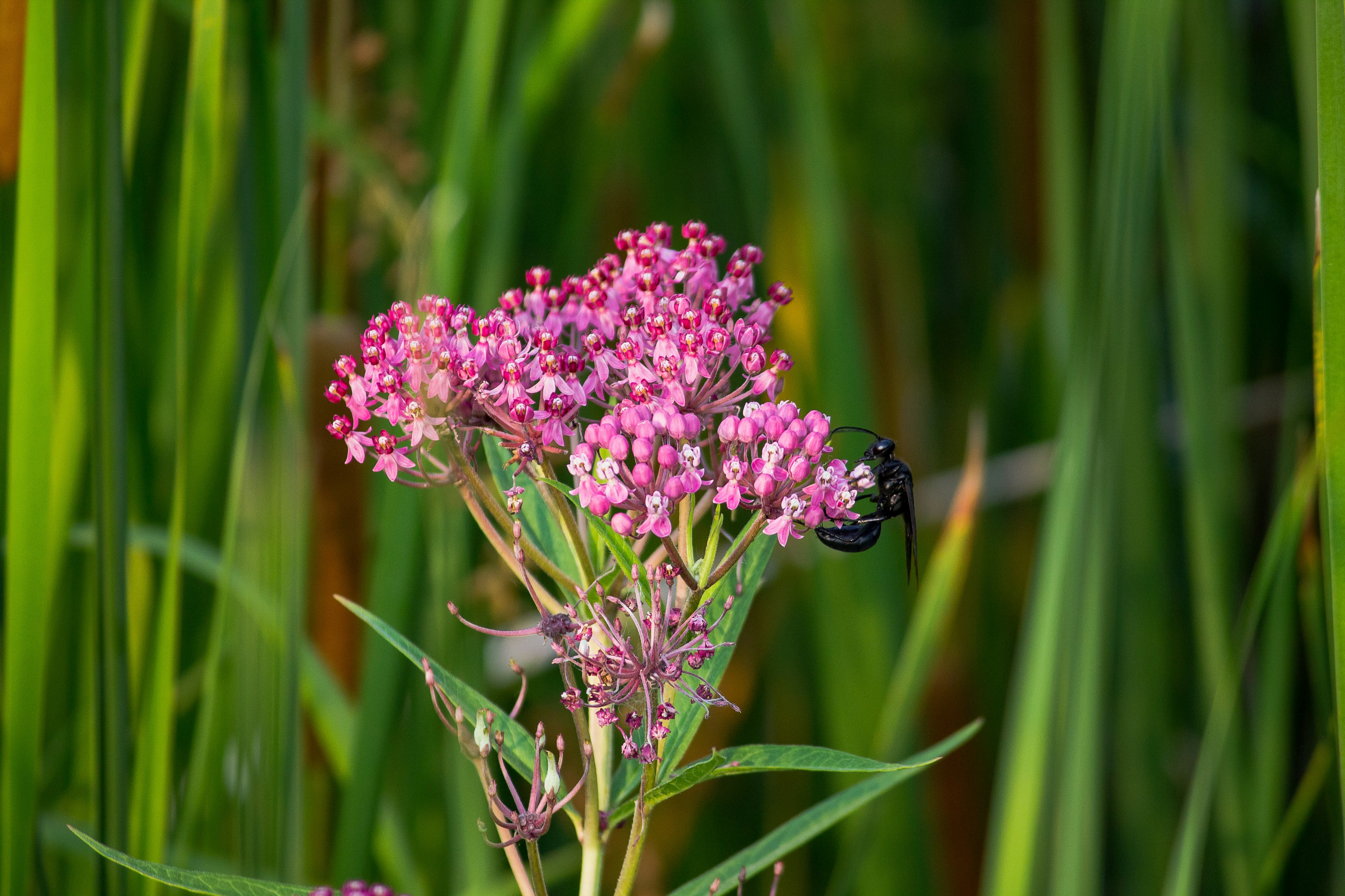 Cluster of pink flowers with a black insect foraging among them, surrounded by green grass. 