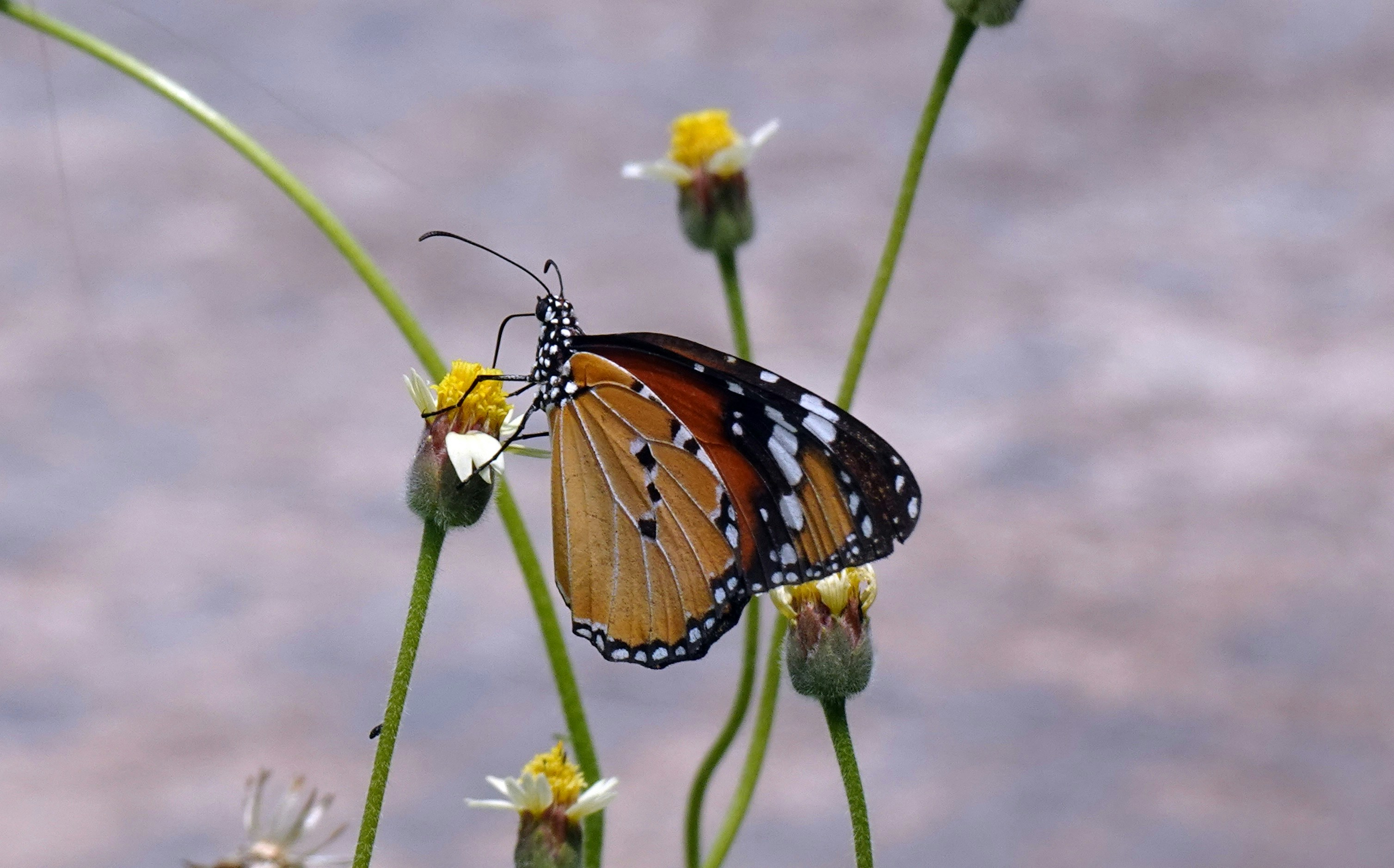 Monarch butterfly perched on vibrant wildflowers, showcasing intricate wing patterns against a soft background.
