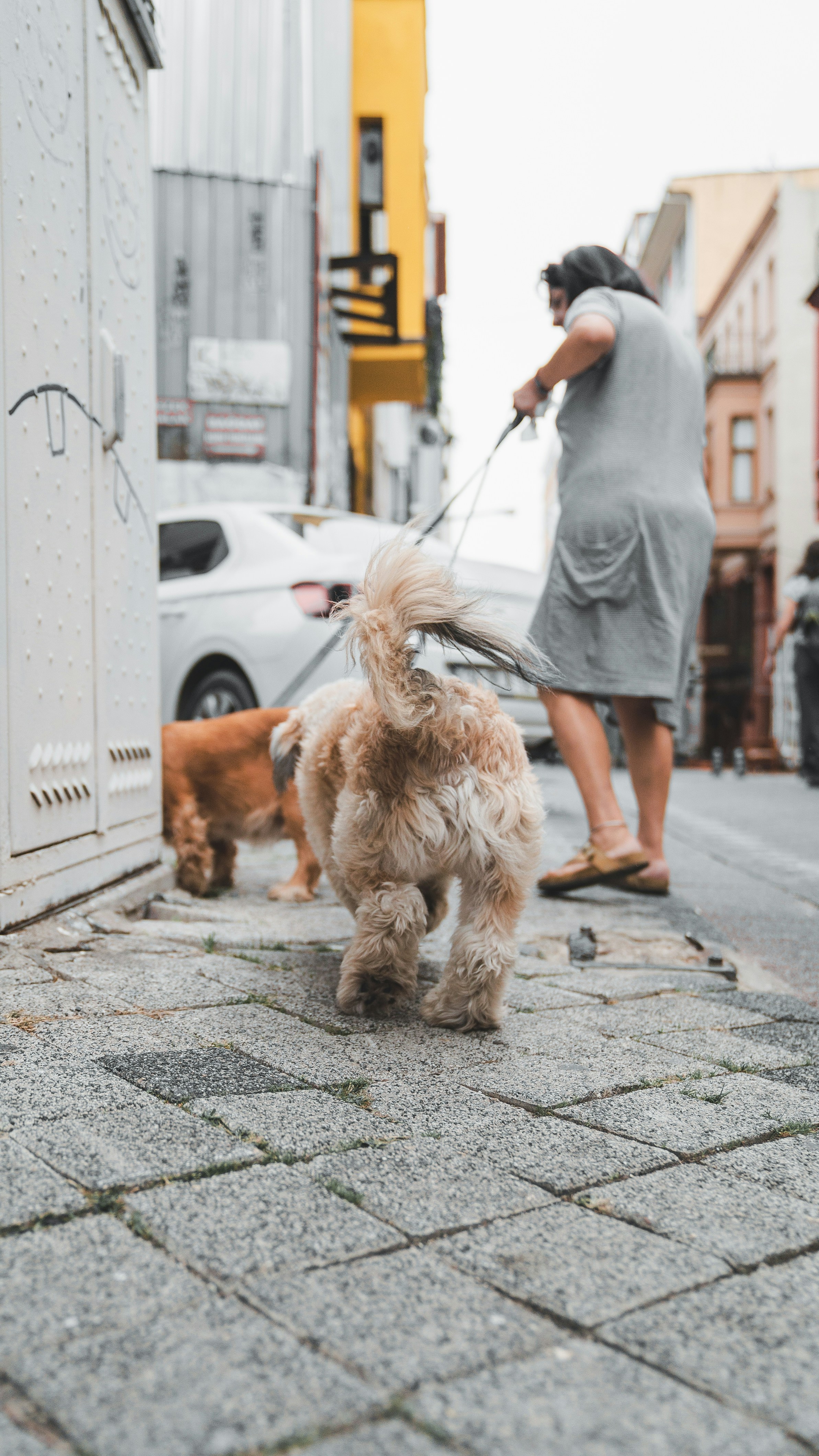 Two dogs exploring a city street alongside their owner, capturing the essence of urban life and companionship.