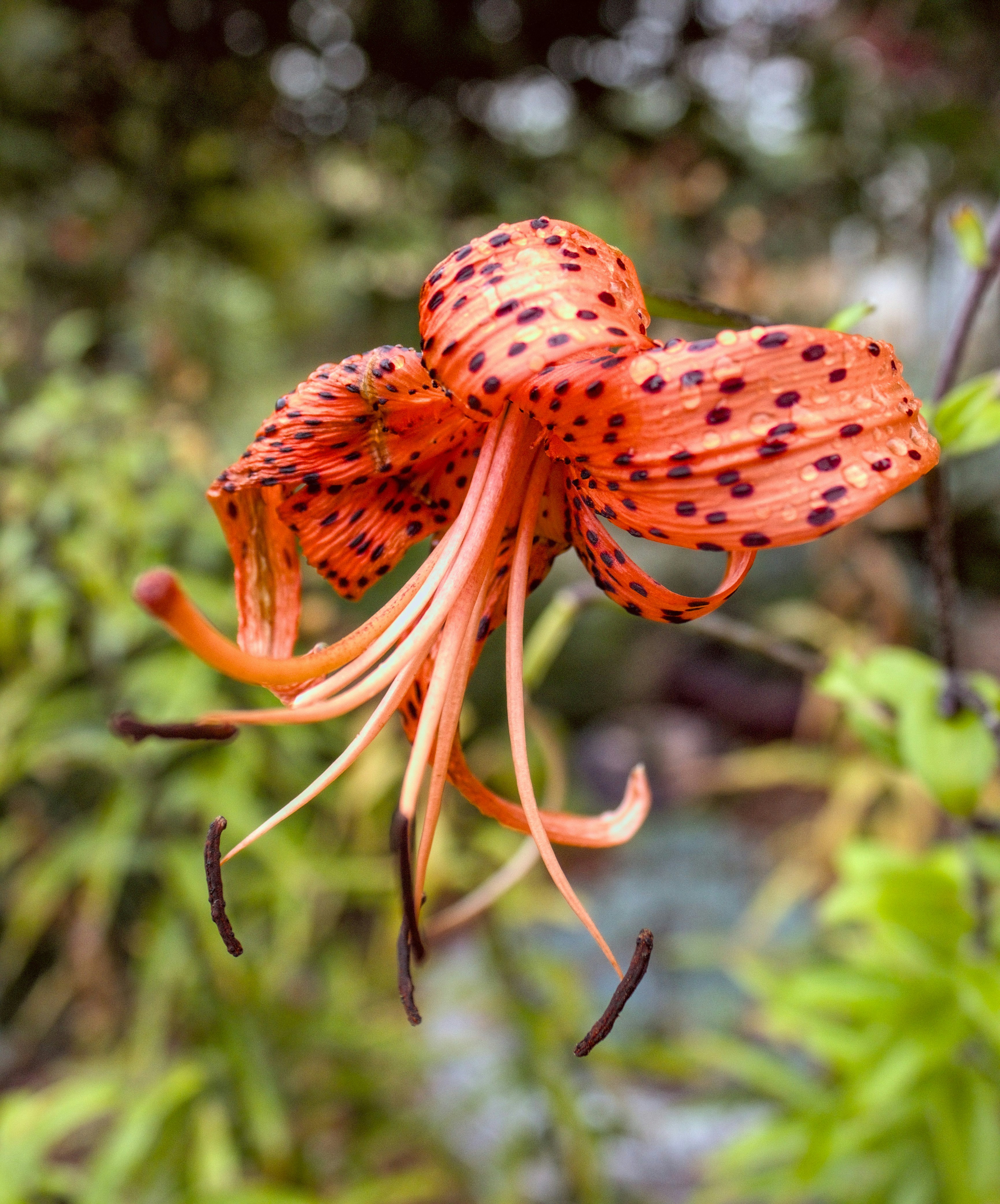 Orange Lily Spotlight: A Striking Stranded Bloom with Dotted Petals