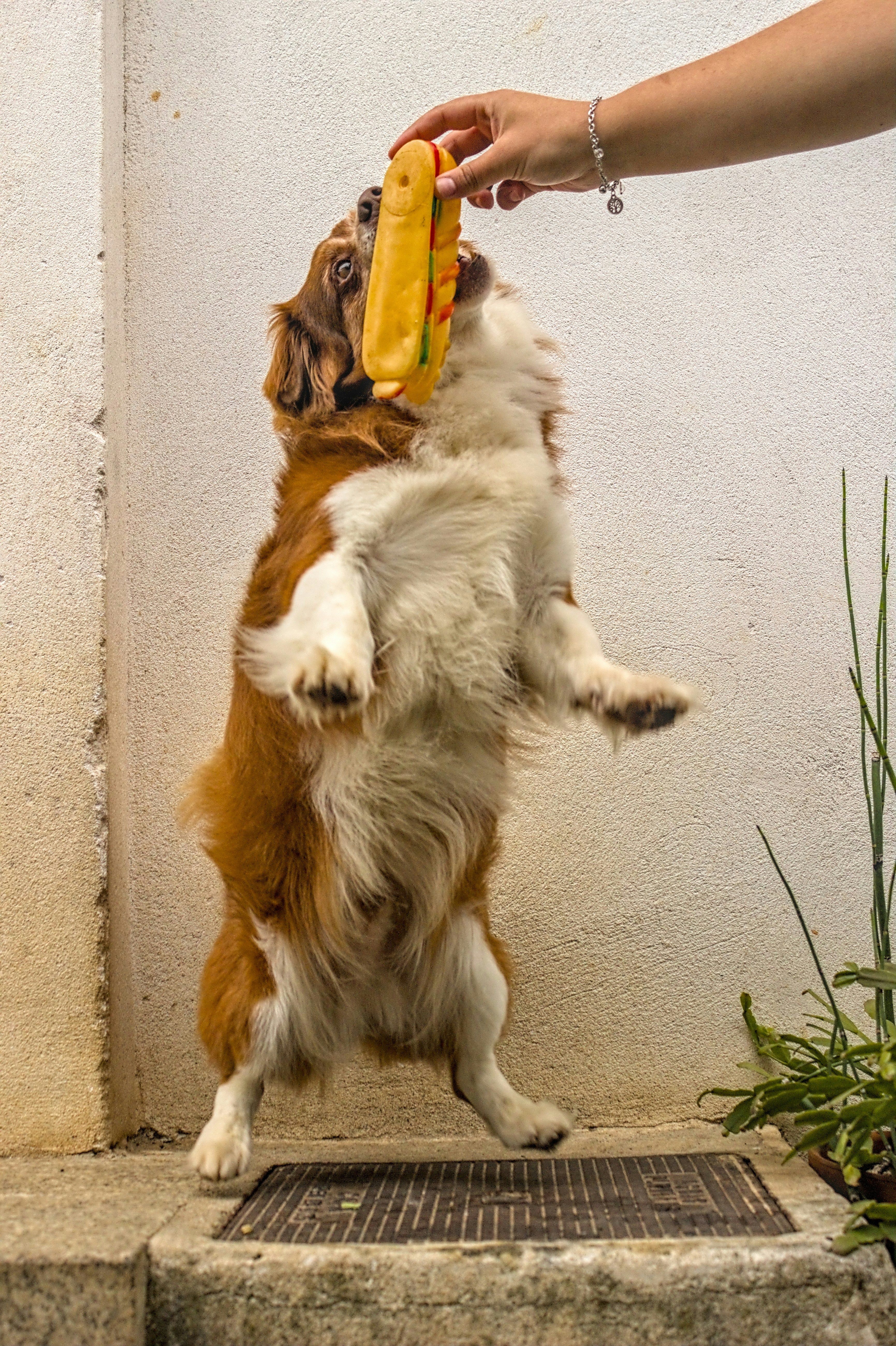 A playful dog leaps towards a hand offering a colorful hot dog, showcasing its excitement and agility.