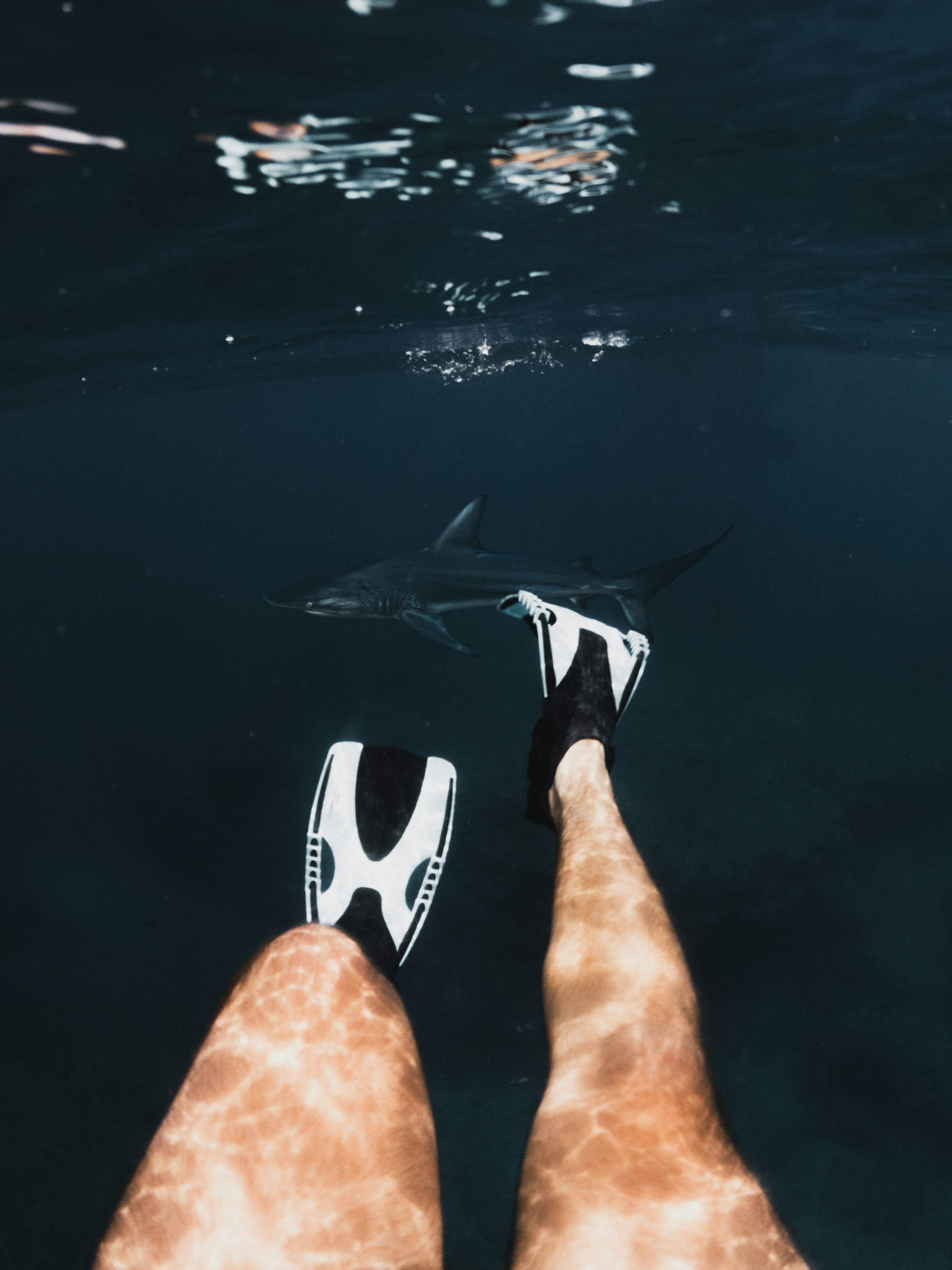 Snorkeler's legs and fins are visible beneath the surface, with a shark gliding nearby in dark waters.
